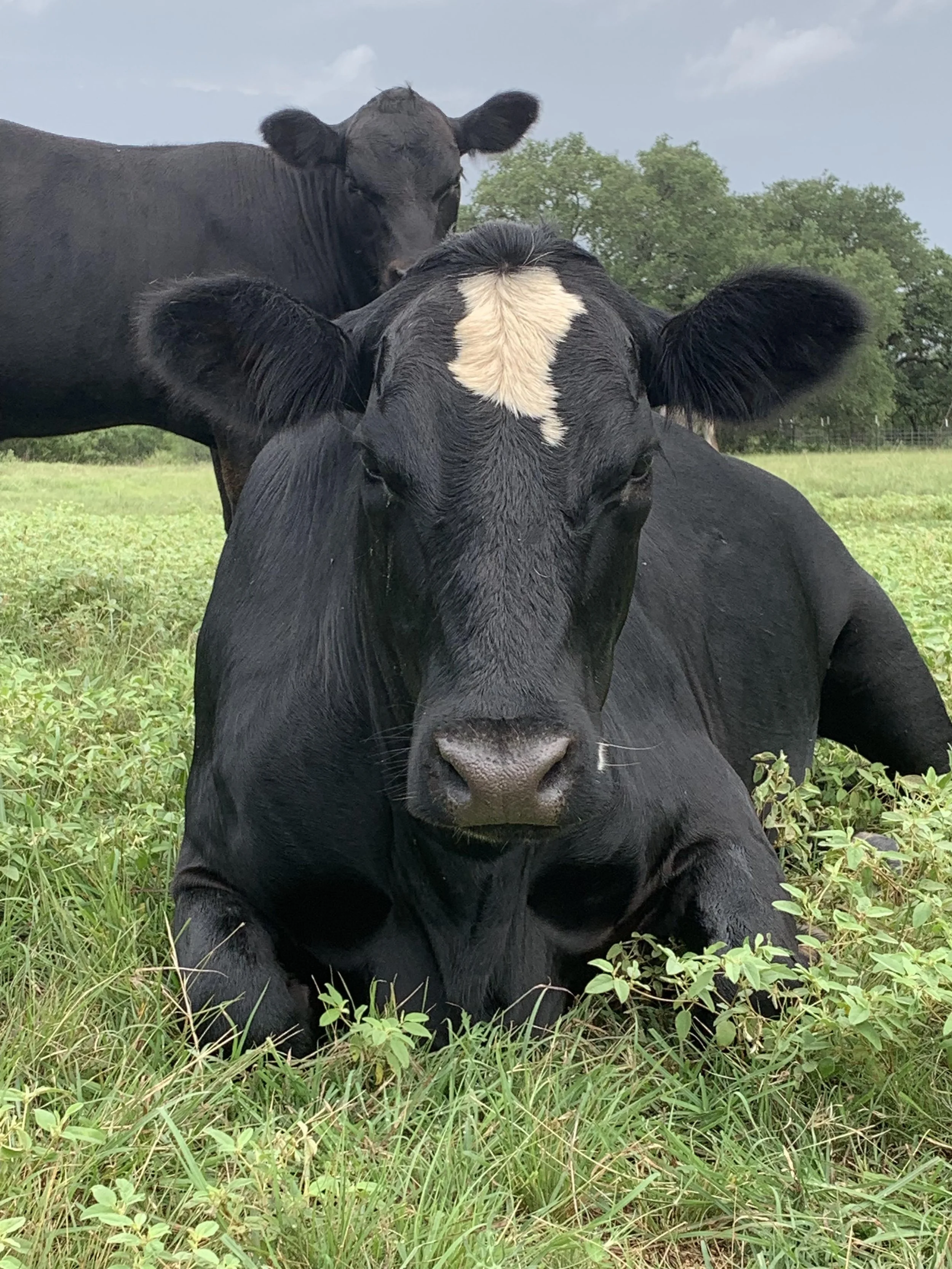 Grass-fed Beef — Flat Rock Creek Ranch