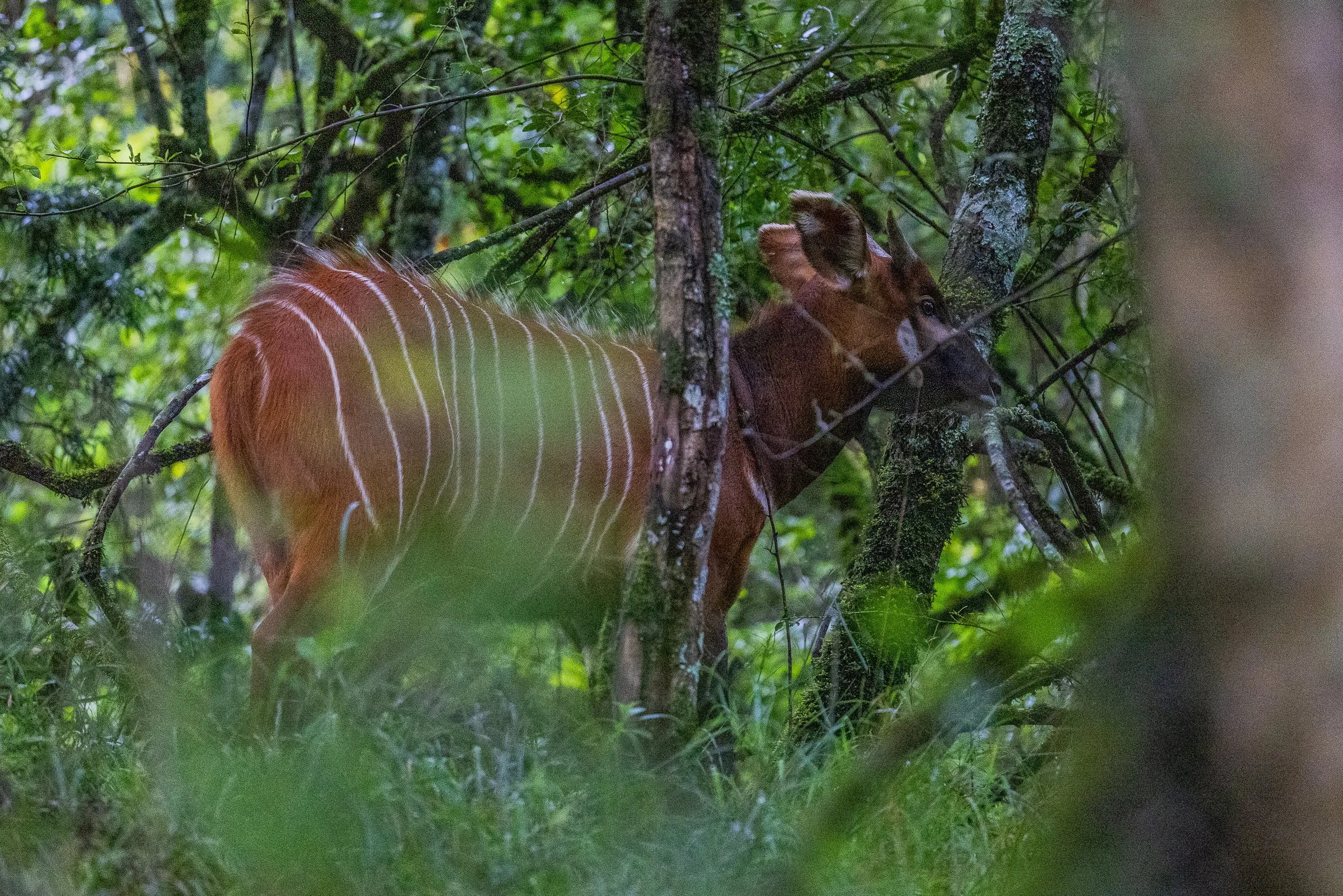 Anthony is a Wildlife Ecologist, Educator, Conservation Photographer ...
