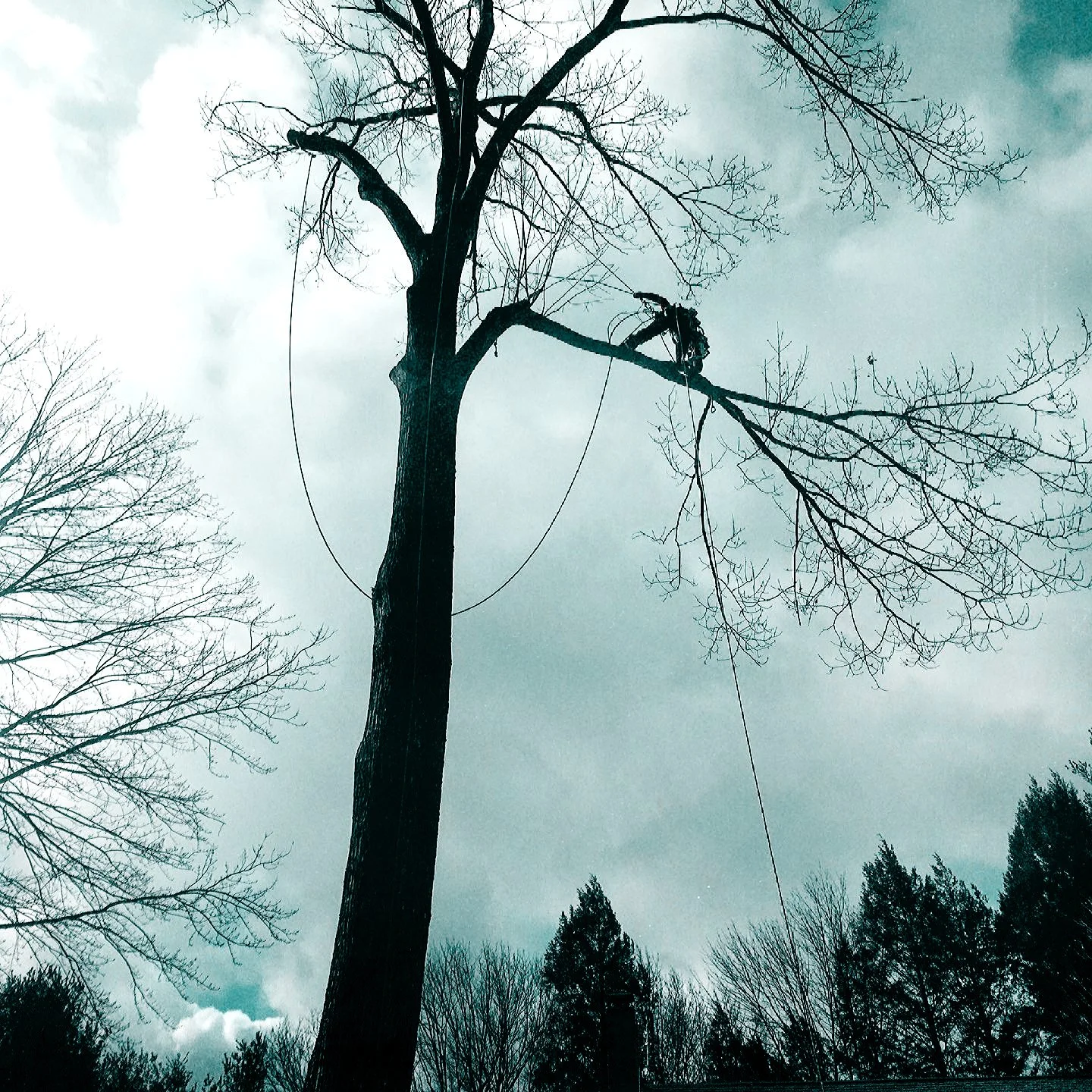 Our Services — Forrest Glen Tree Care