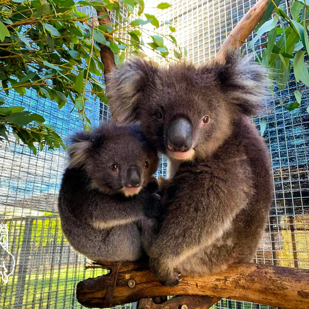 Southern Koala and Echidna Rescue Ltd