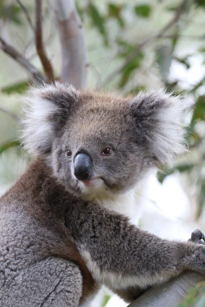 Southern Koala and Echidna Rescue Ltd