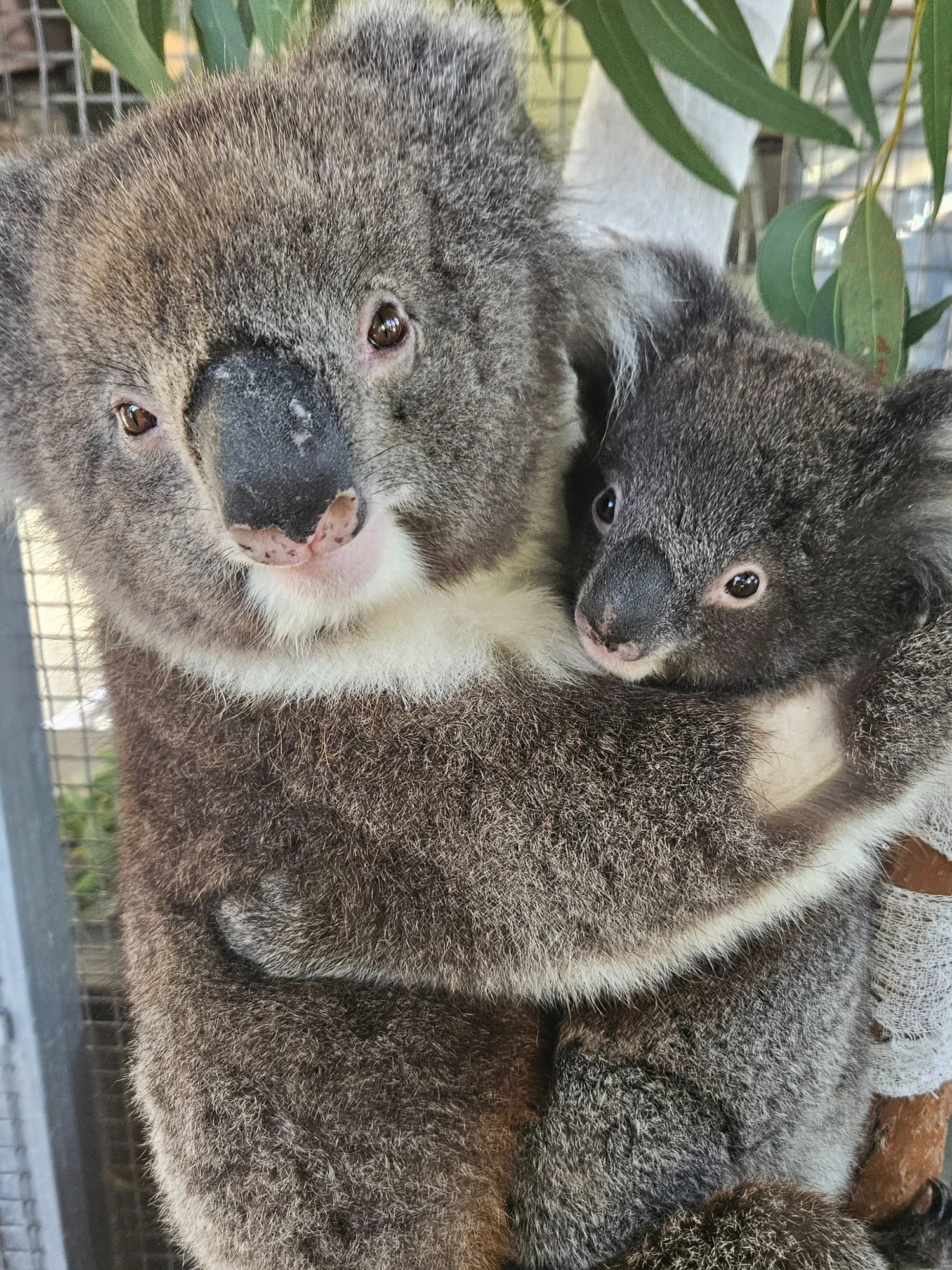Ways to support Southern Koala and Echidna Rescue — SKER
