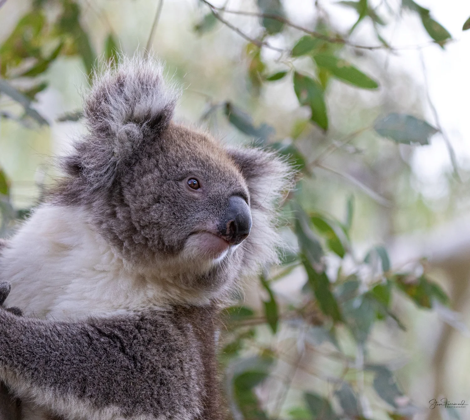Southern Koala and Echidna Rescue Ltd