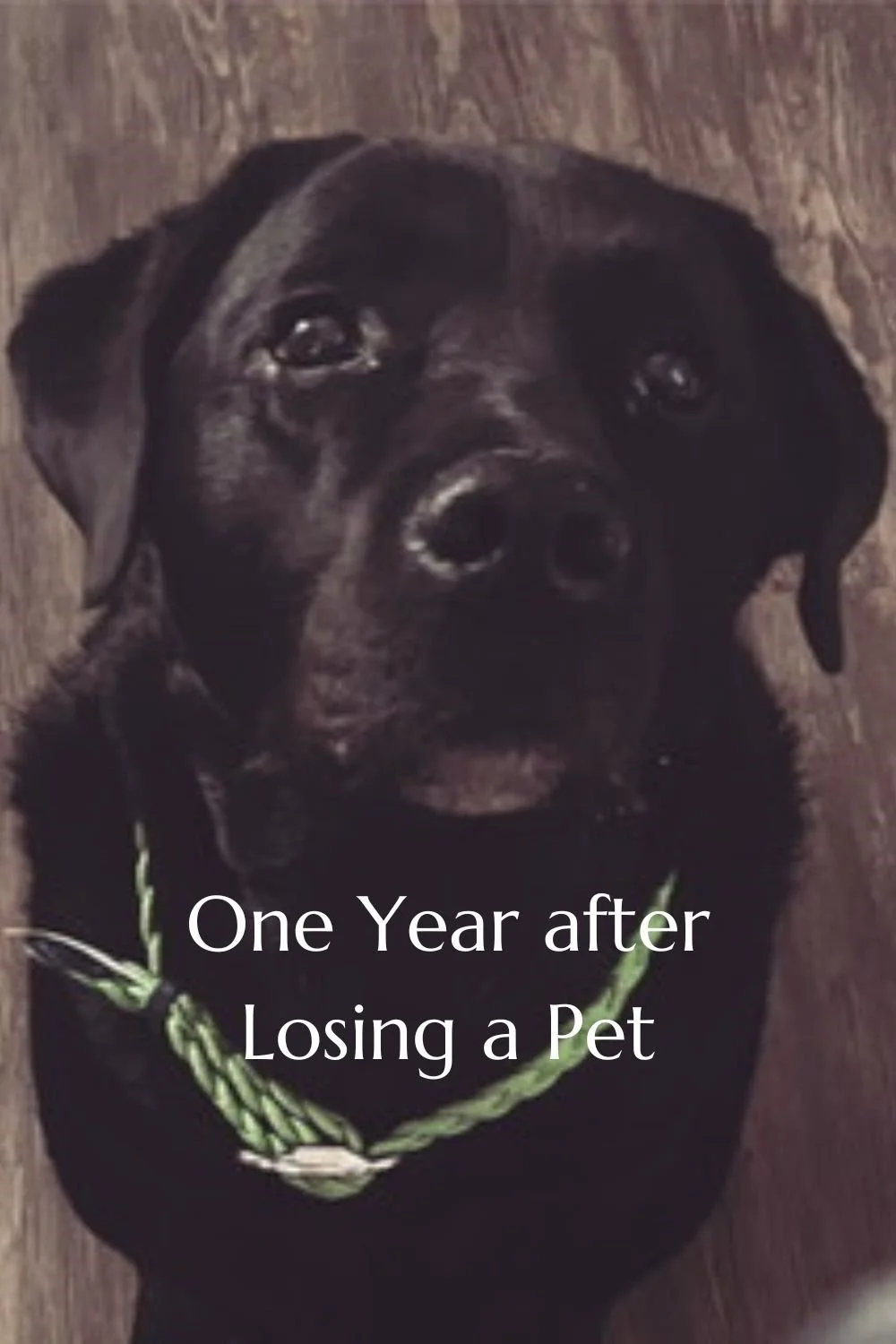 One Year After Losing a Pet — Have Health Do Travel