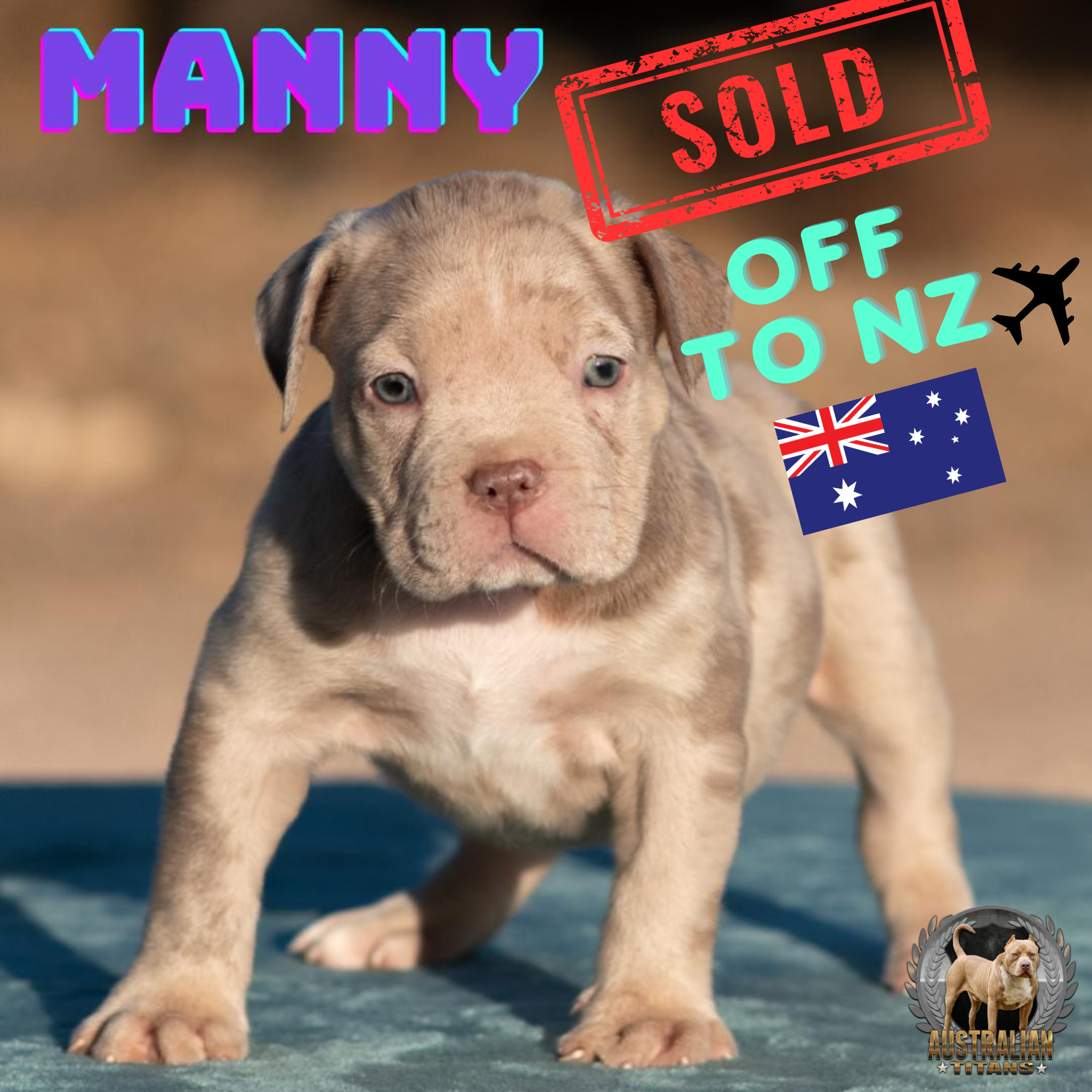 Available Now — Australian Titan Bullys XL American Bully Breeder ...