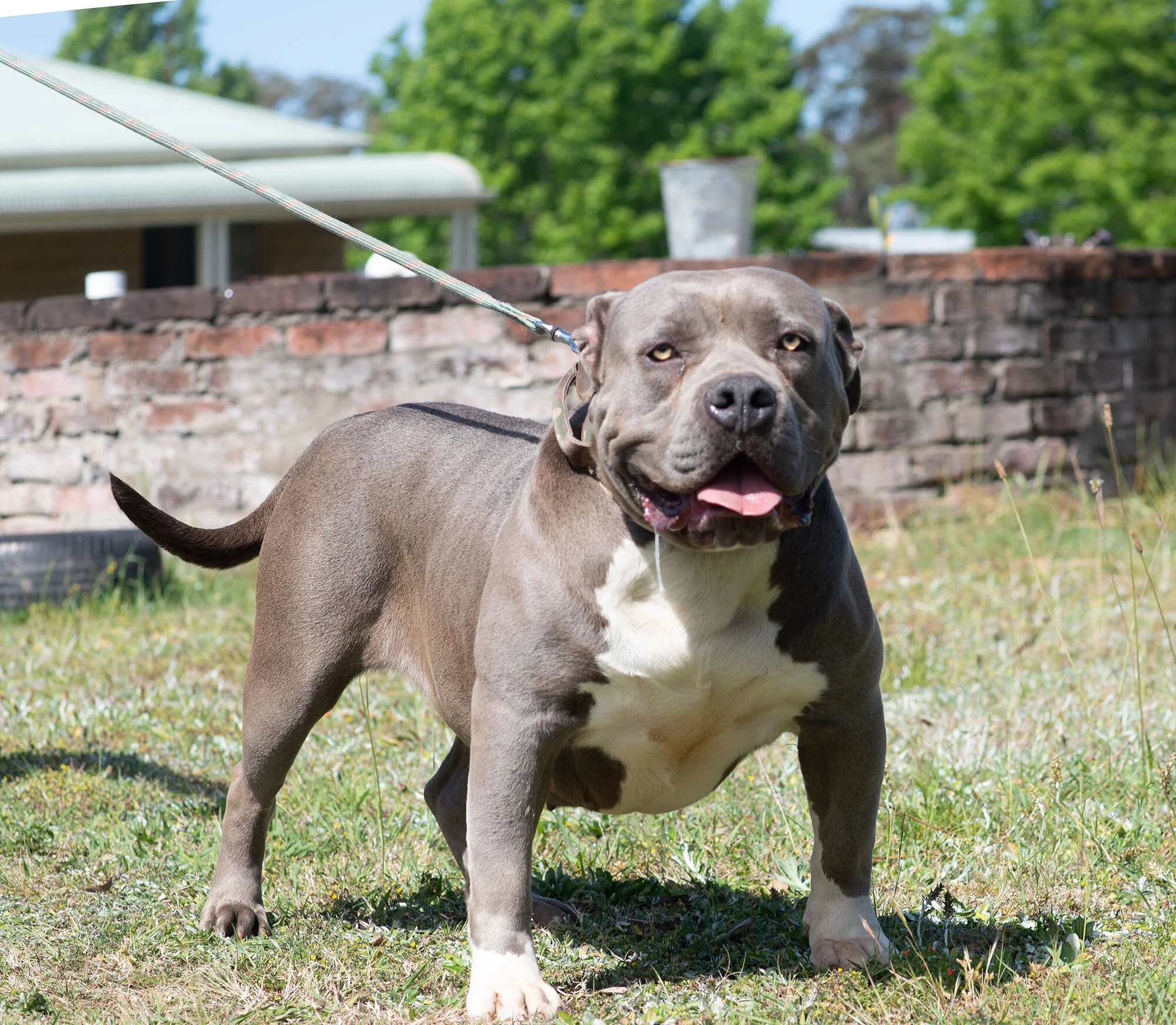 Our Females — Australian Titan XL American Bullys XL American Bully ...