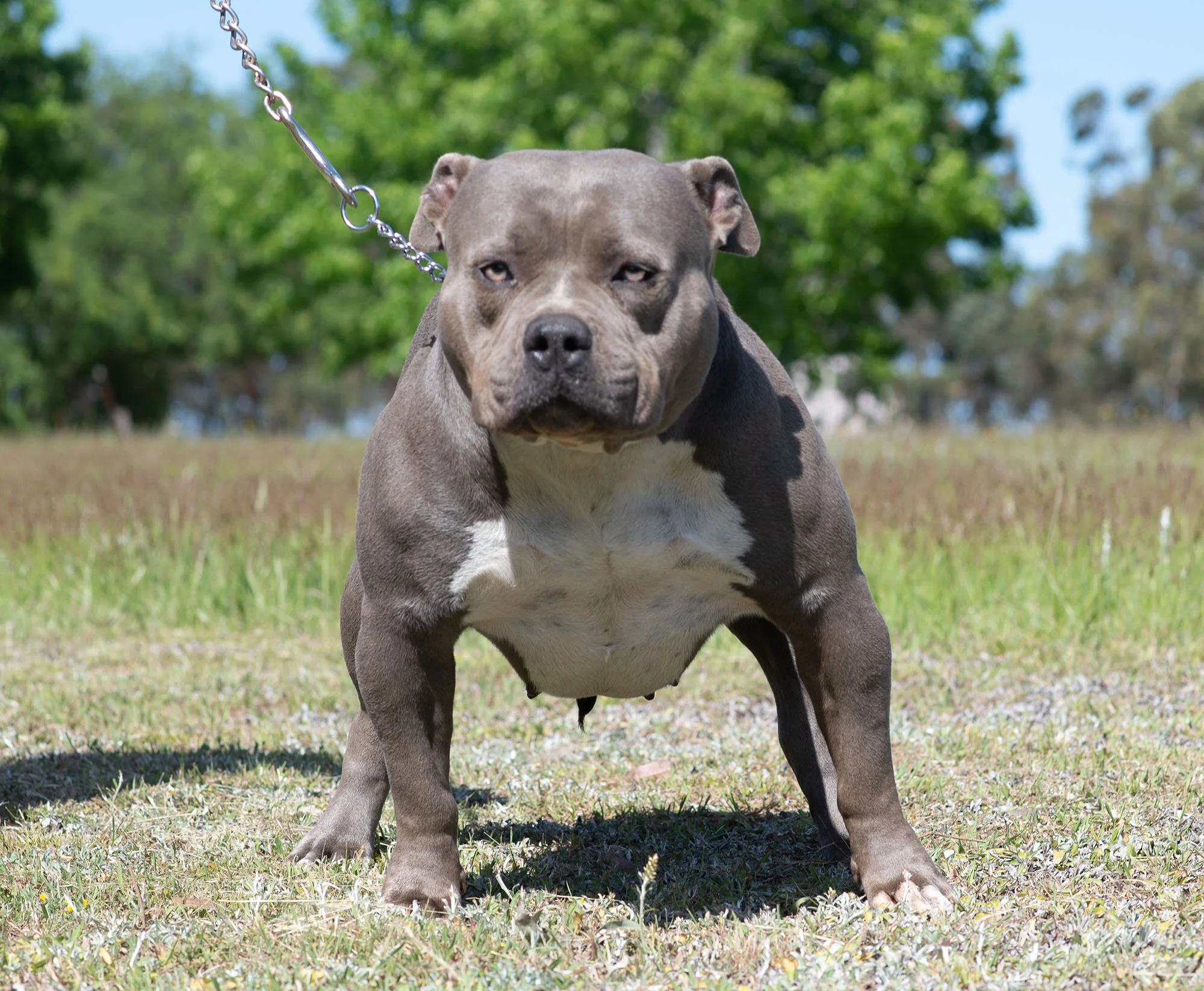 Our Females — Australian Titan XL American Bullys XL American Bully ...