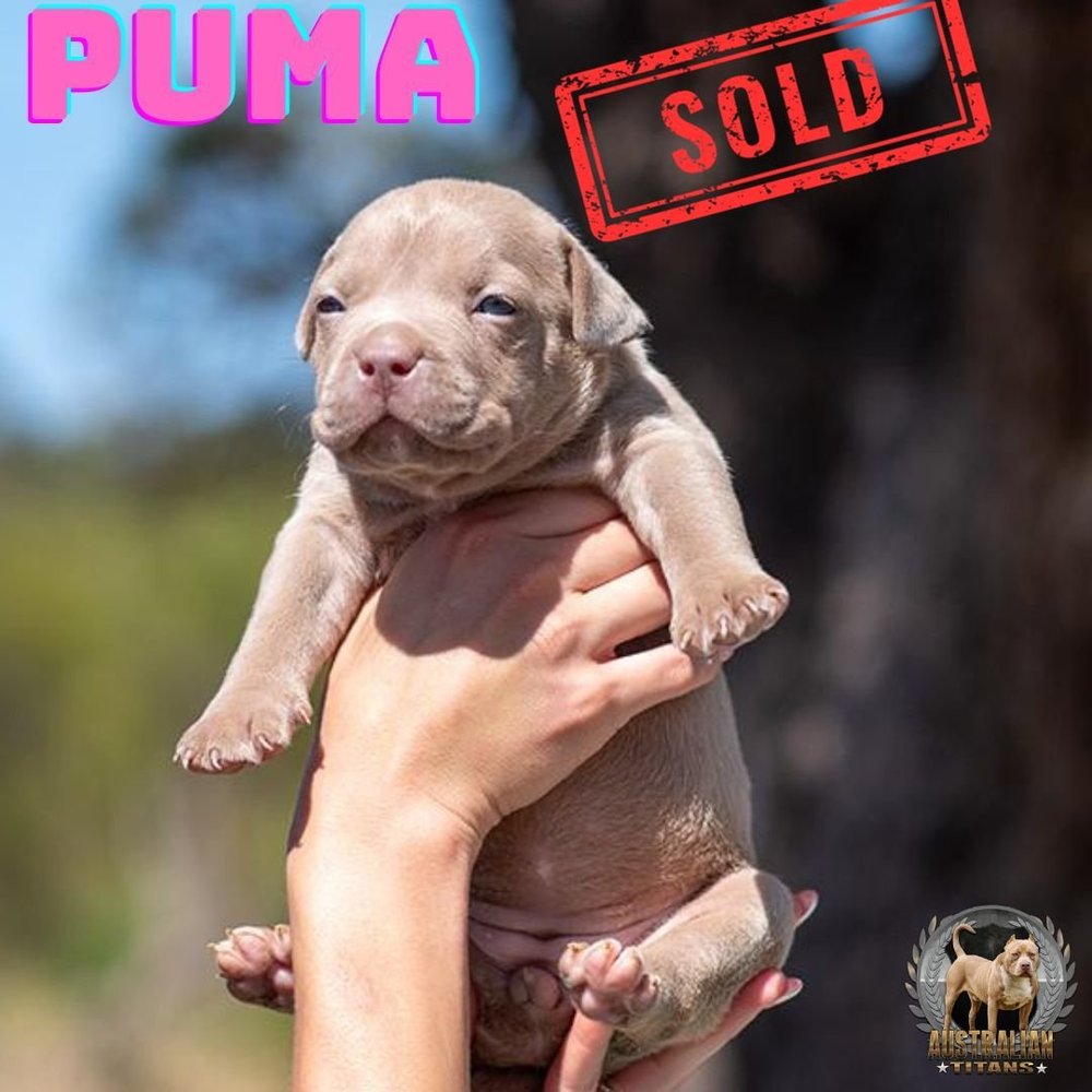 Available Now — Australian Titan Bullys XL American Bully Breeder ...