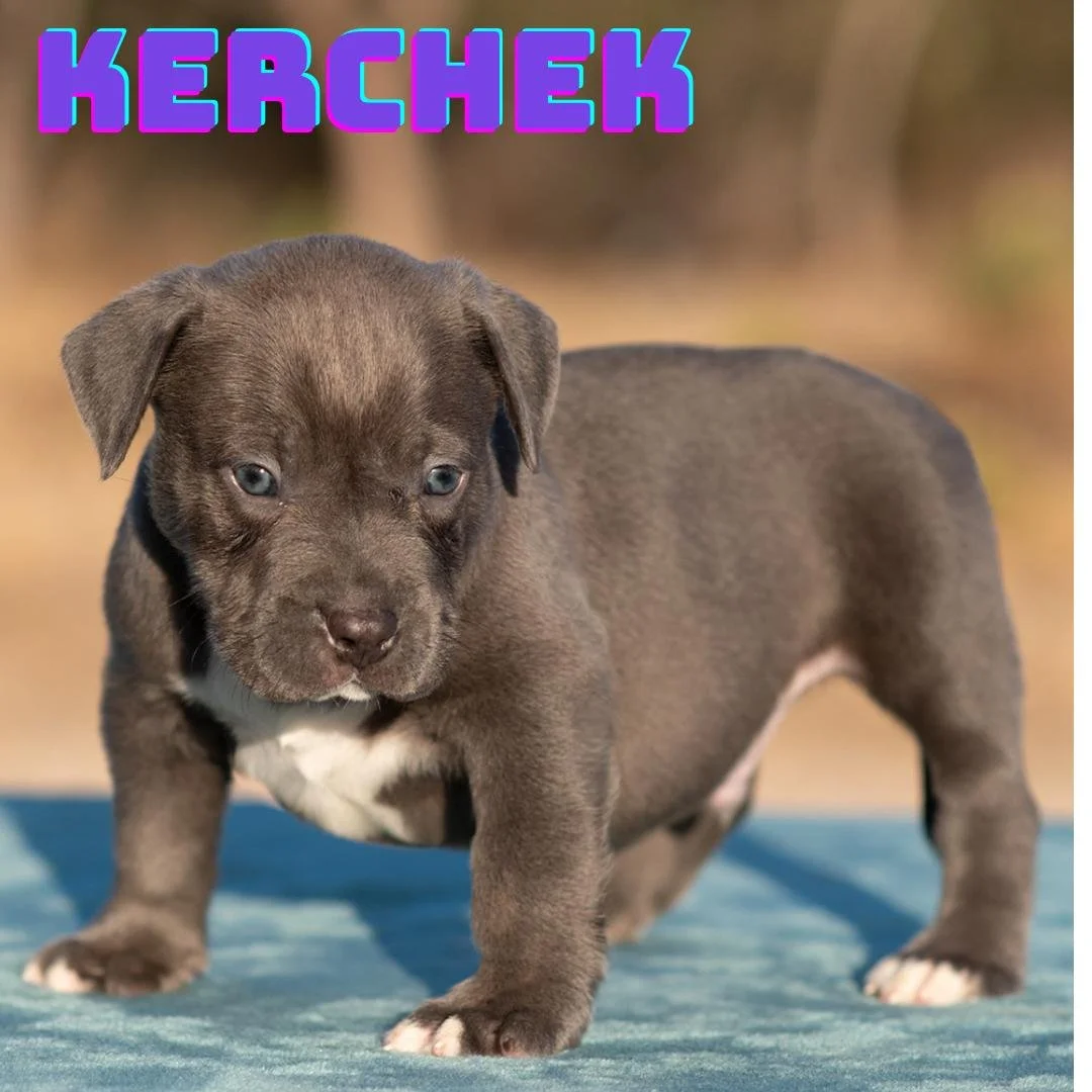 Available Now — Australian Titan Bullys XL American Bully Breeder ...