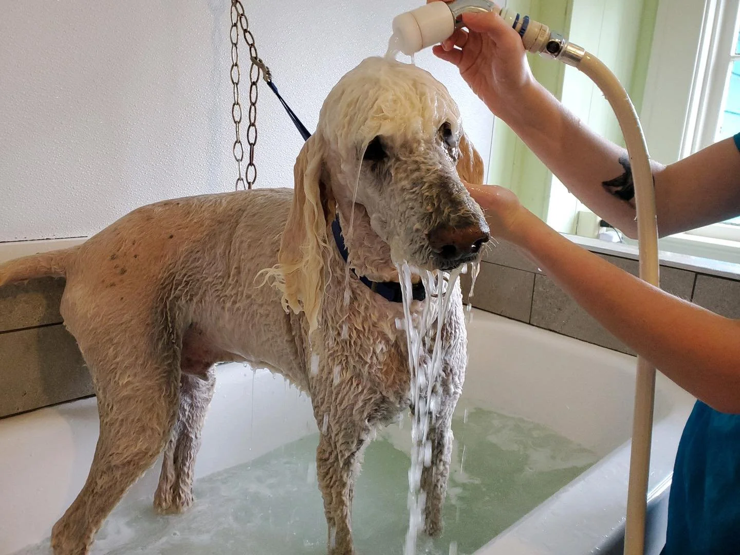 Introducing the Thera-Clean Microbubble Treatment! — Pawsitivity Pet Spa