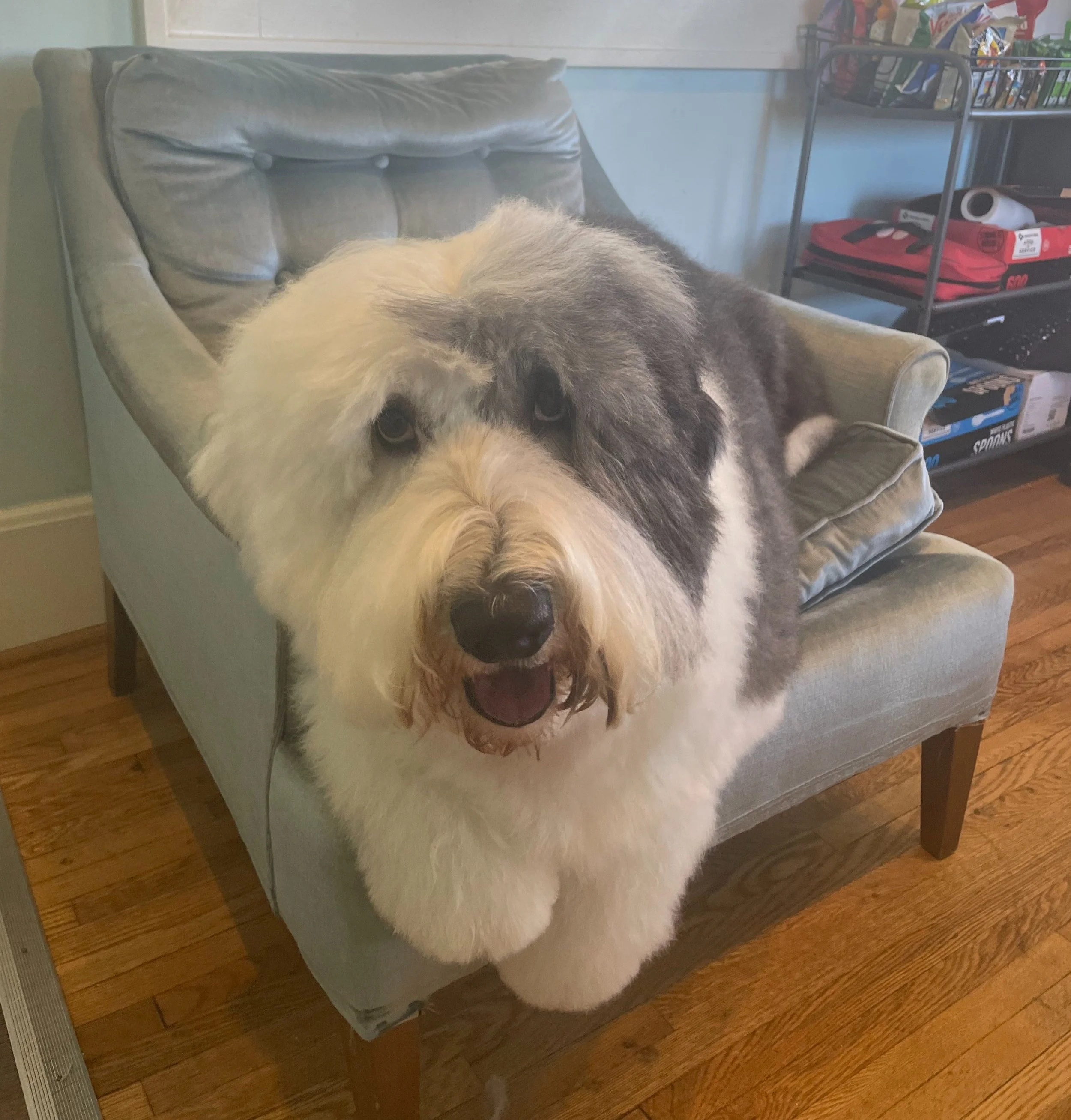 Contact Us — Pawsitivity Pet Spa