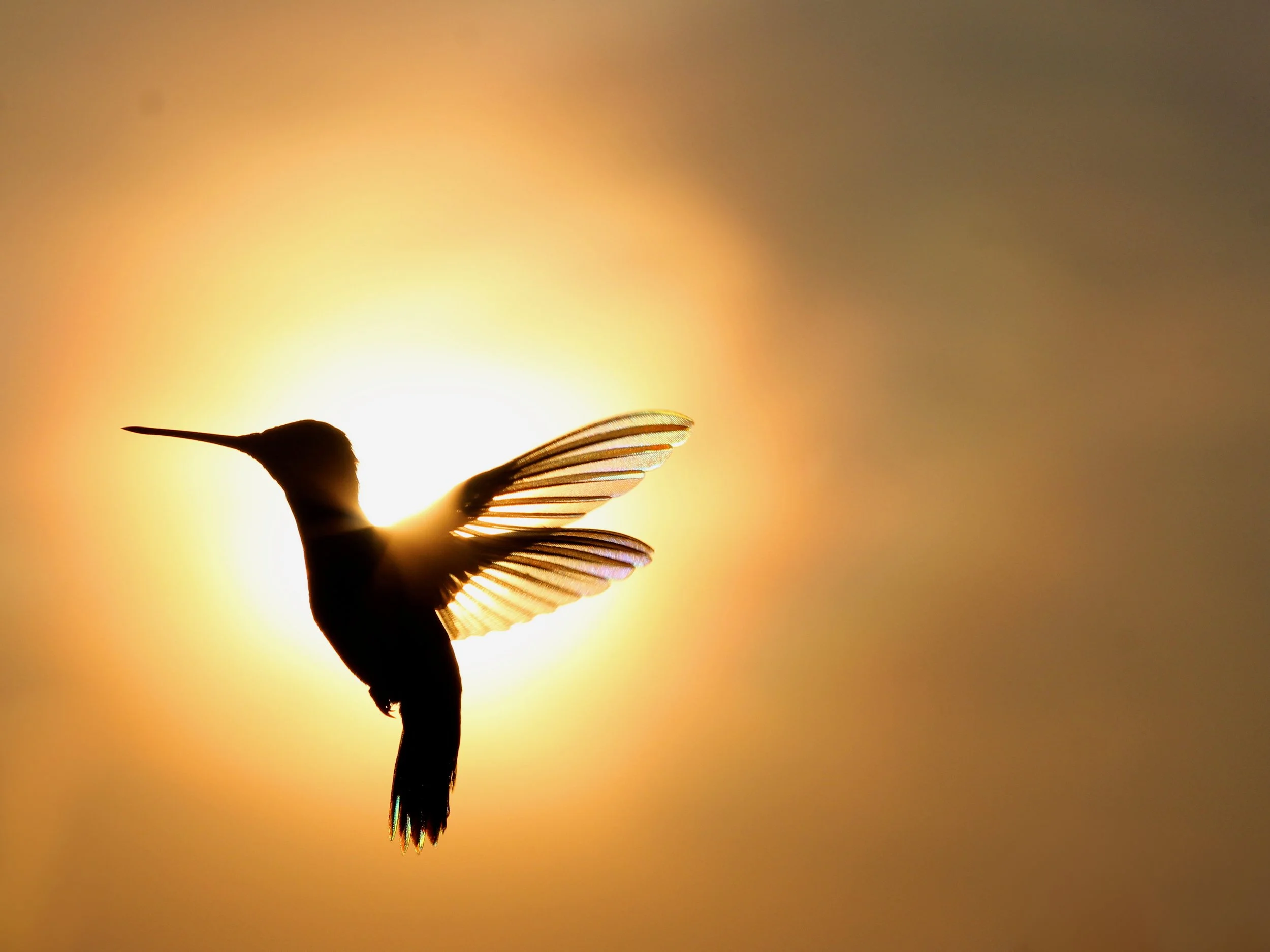 About Maryah — Hummingbird Healing, LLC