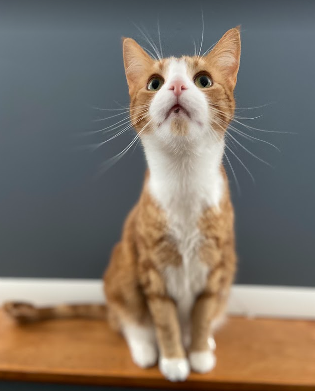 Purrfect Tails Pet Care