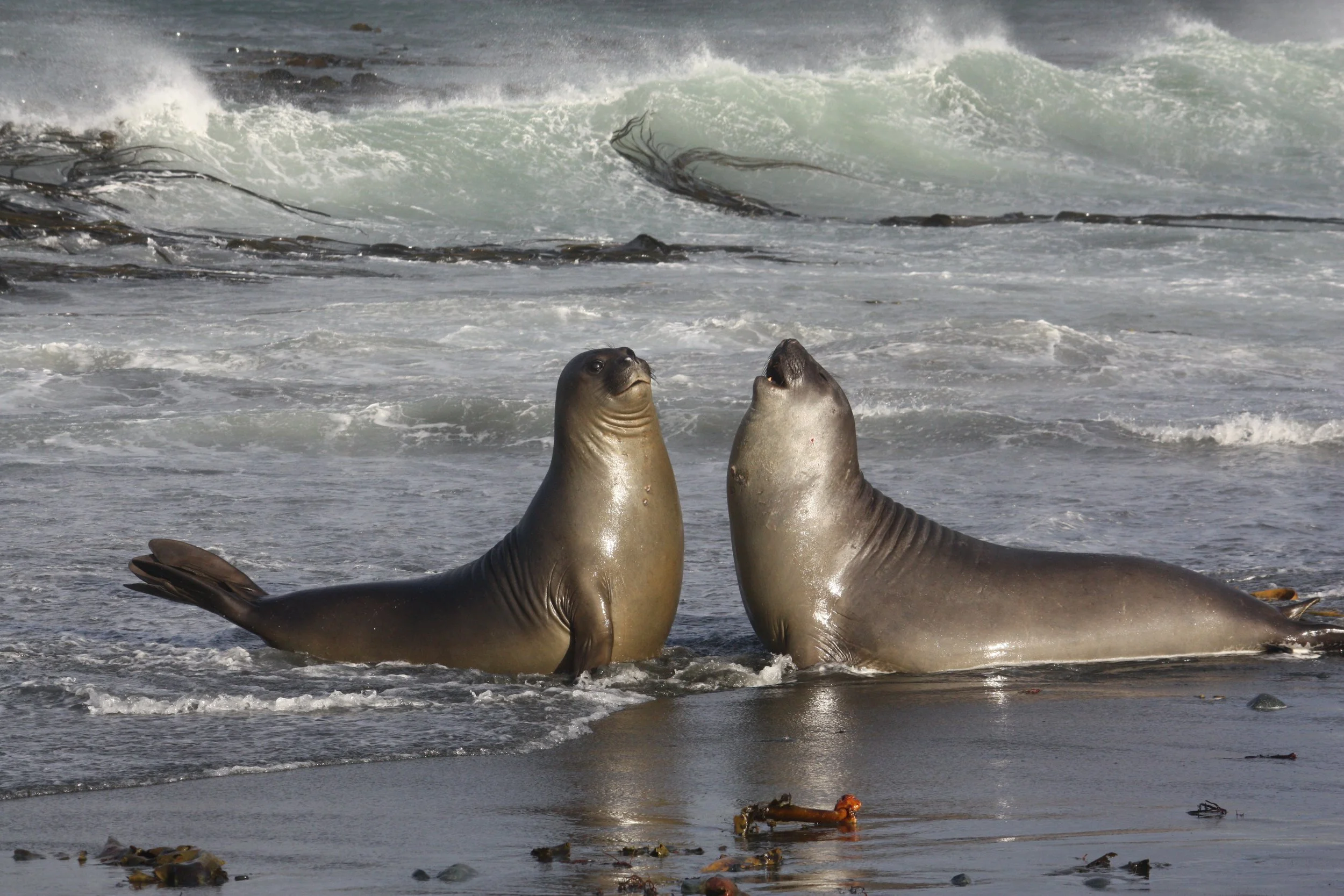 Seals — Macquarie Island Conservation Foundation