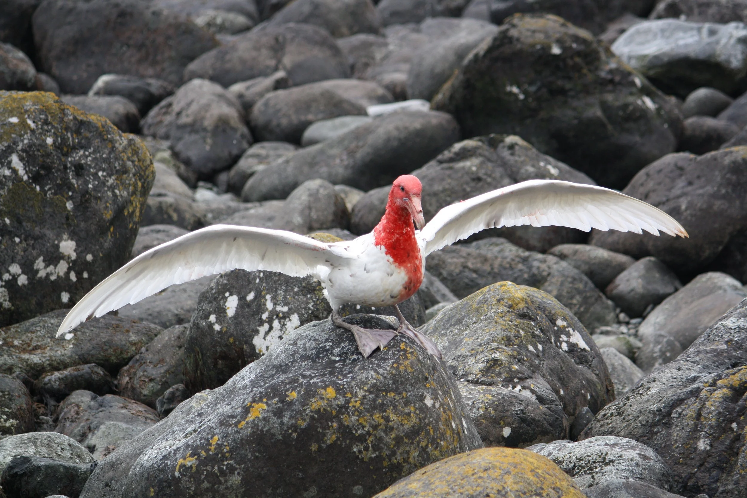 Predators & Scavengers — Macquarie Island Conservation Foundation