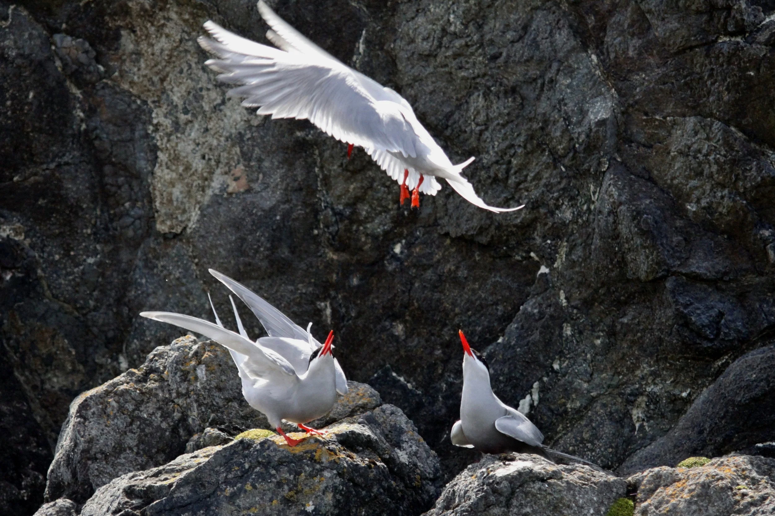 Macquarie Island: World Seabird Day — Macquarie Island Conservation ...