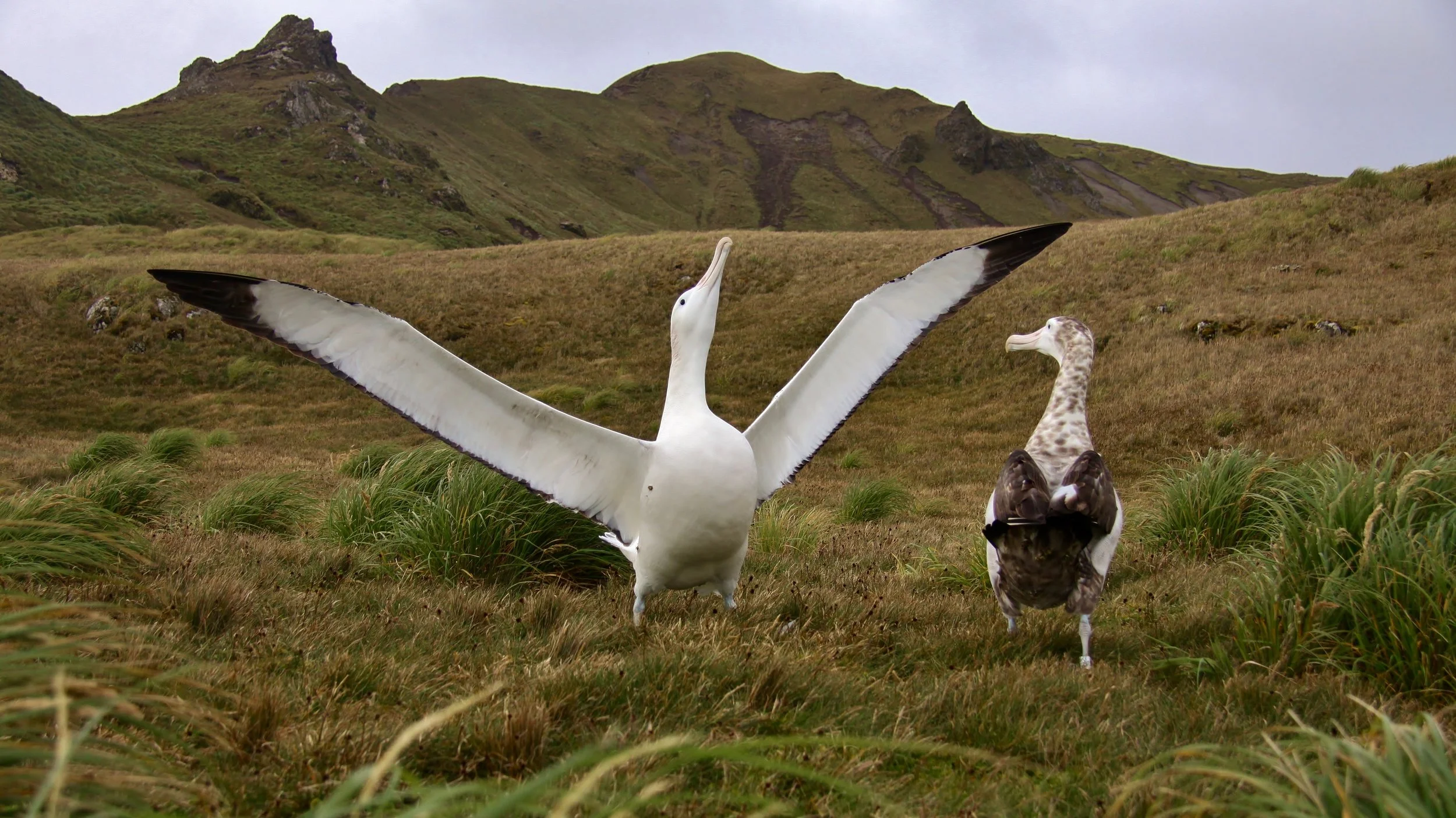 Macquarie Island Conservation Foundation
