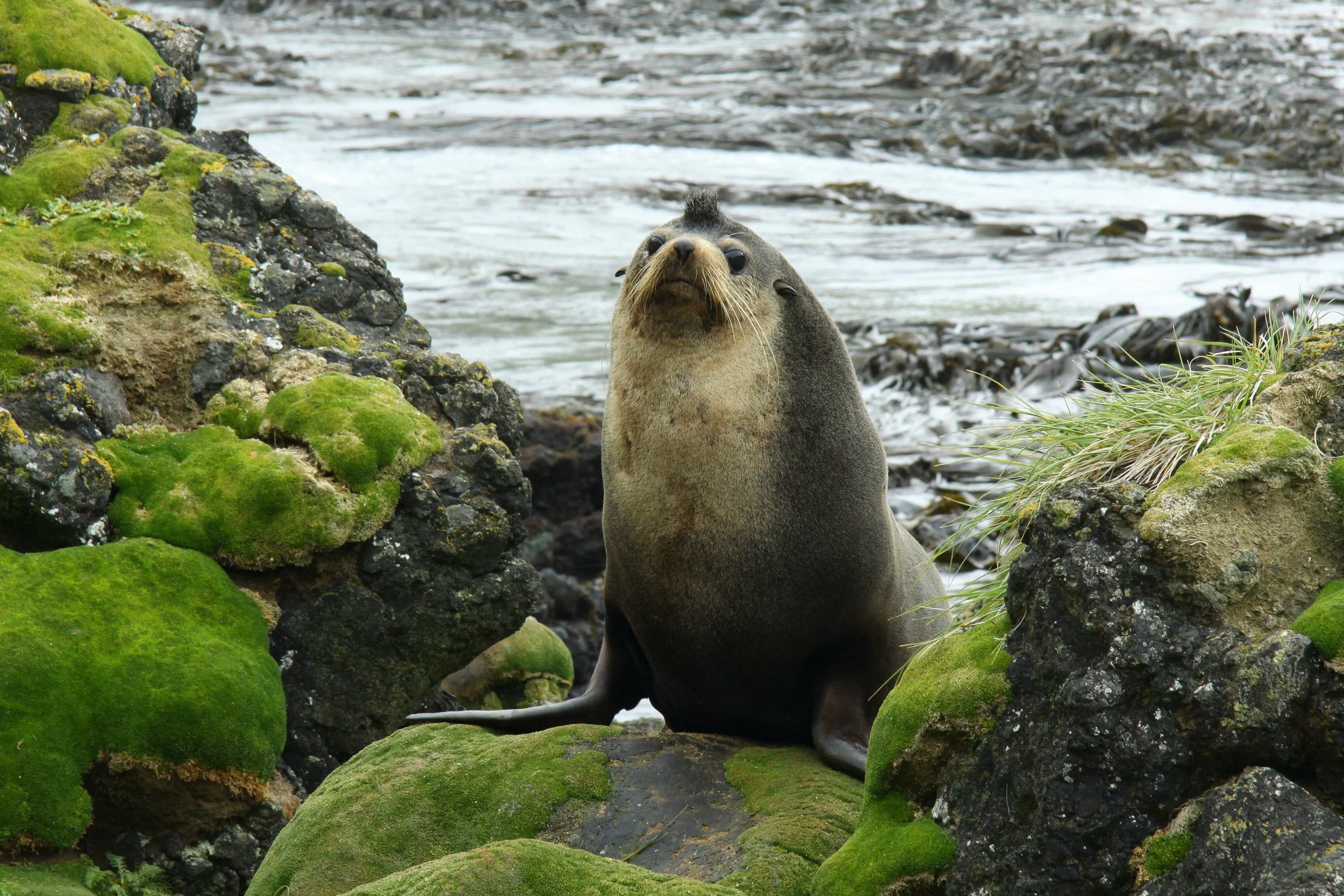 Seals — Macquarie Island Conservation Foundation