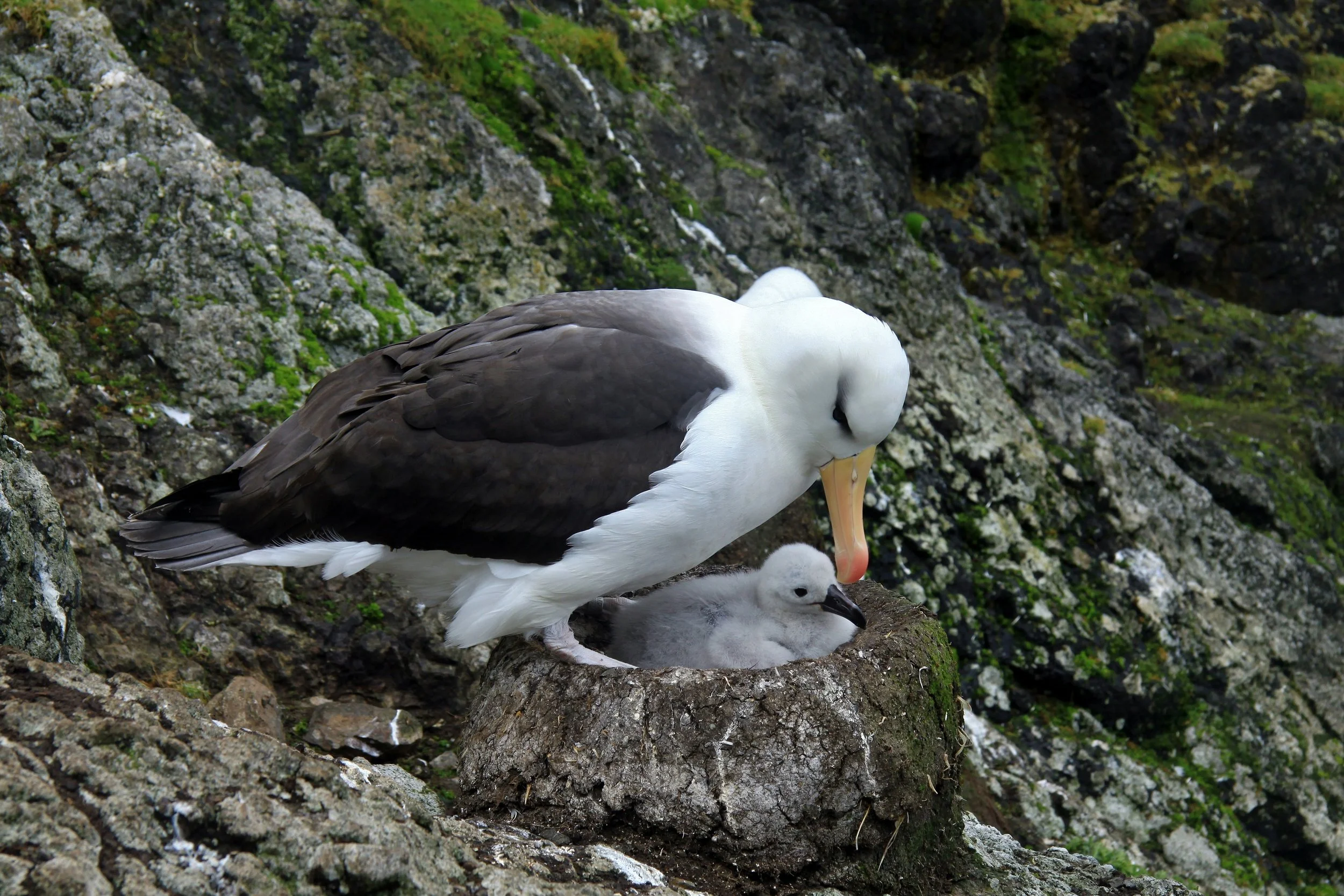 Conservation Initiatives — Macquarie Island Conservation Foundation