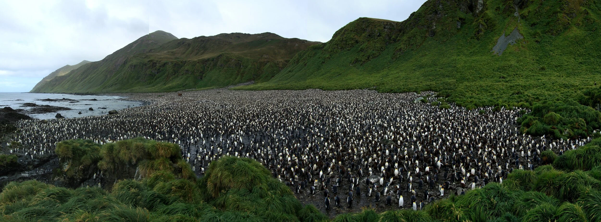 Our Board — Macquarie Island Conservation Foundation