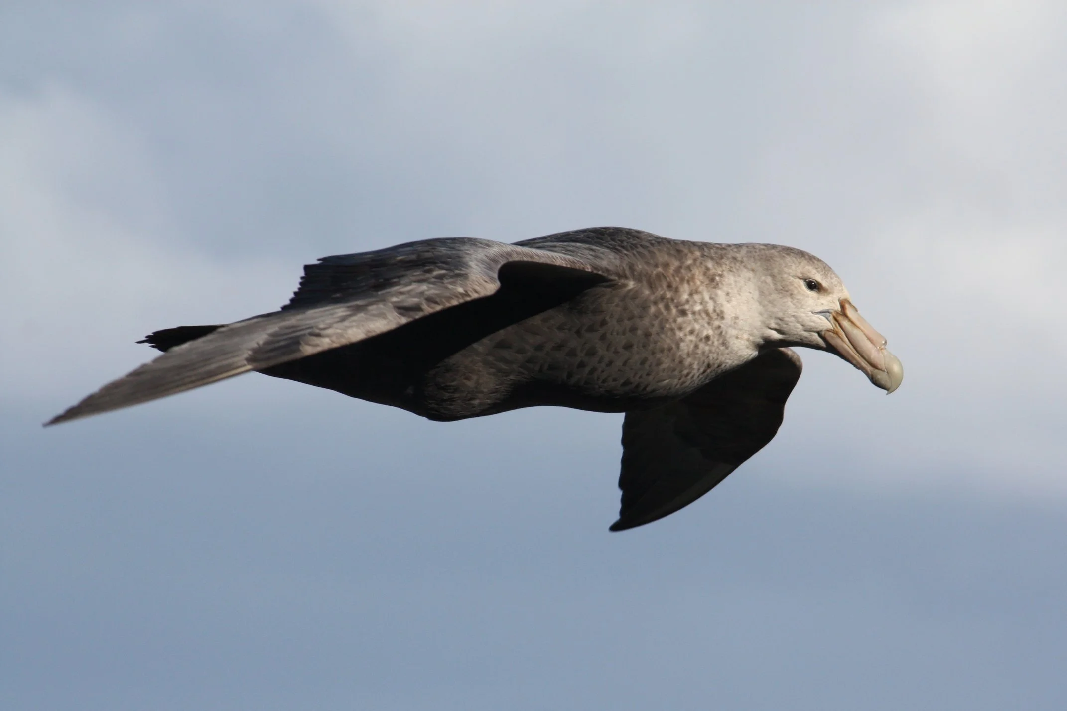 Predators & Scavengers — Macquarie Island Conservation Foundation