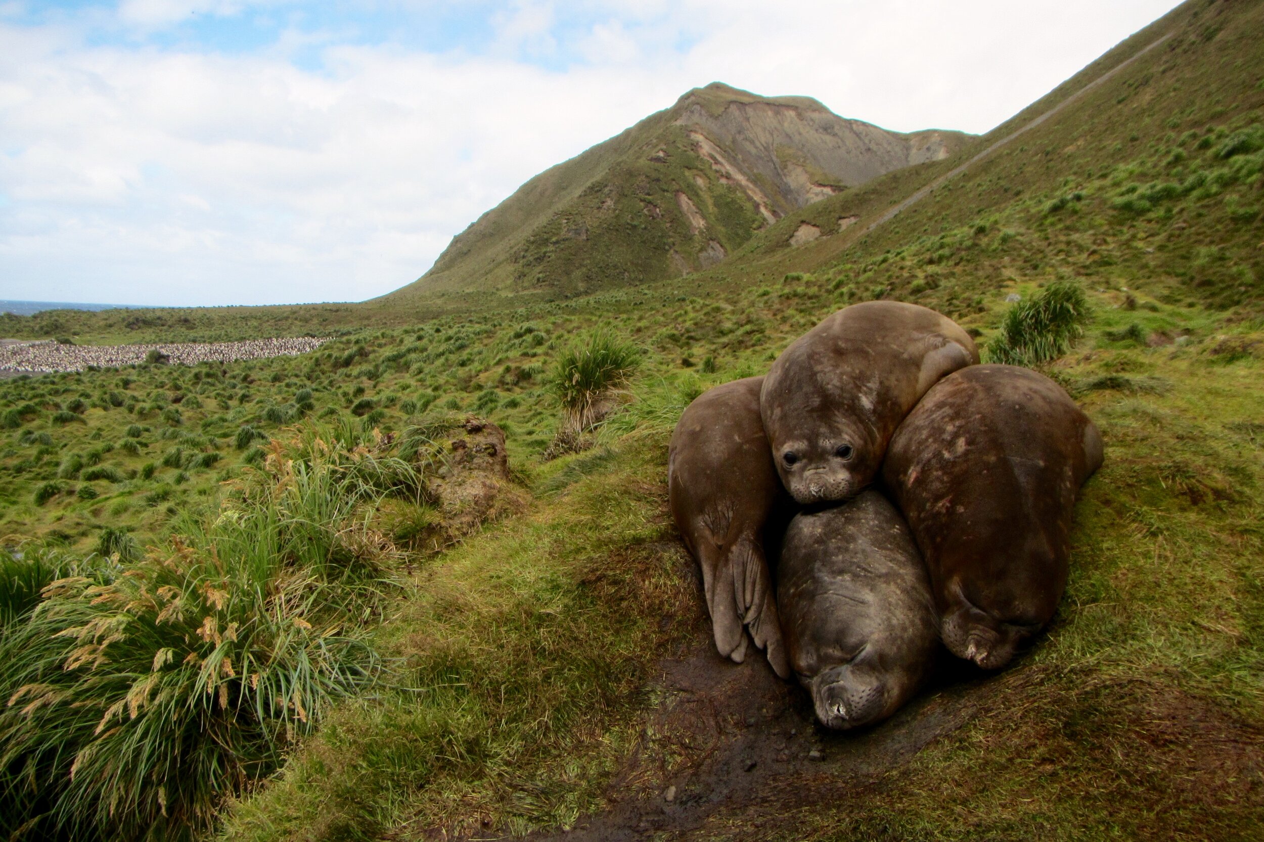 Conservation Initiatives — Macquarie Island Conservation Foundation