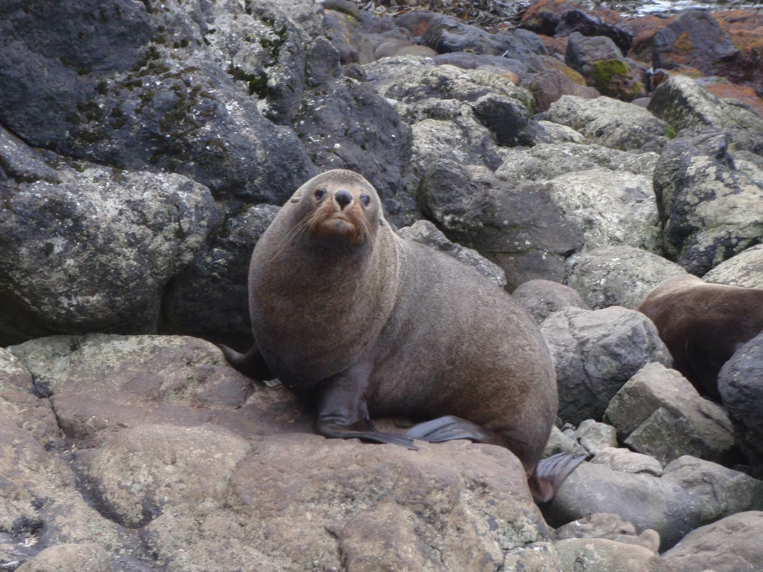 Seals — Macquarie Island Conservation Foundation