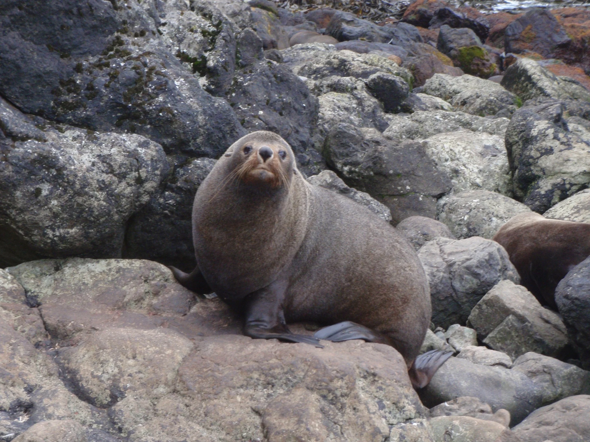 Seals — Macquarie Island Conservation Foundation