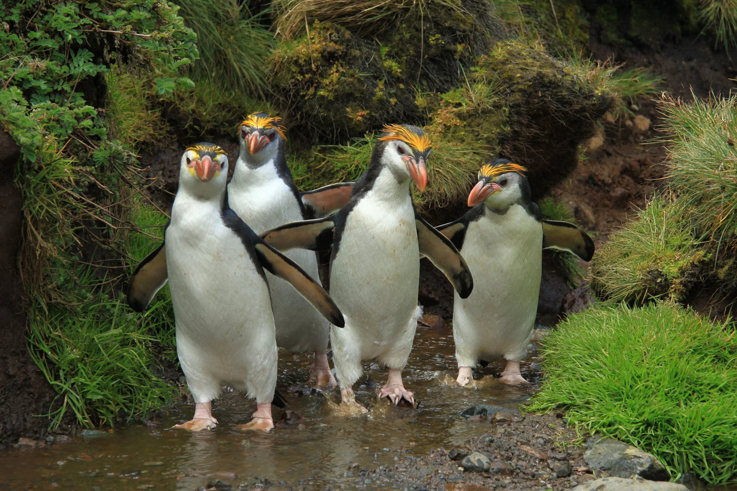 Penguins — Macquarie Island Conservation Foundation