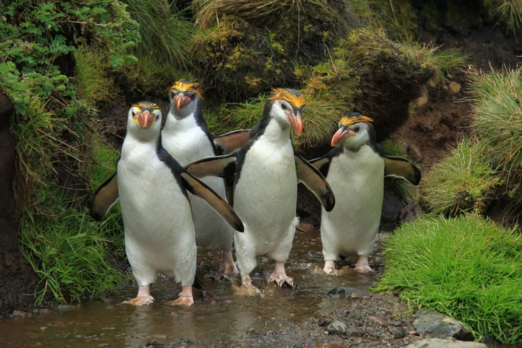 Penguins — Macquarie Island Conservation Foundation