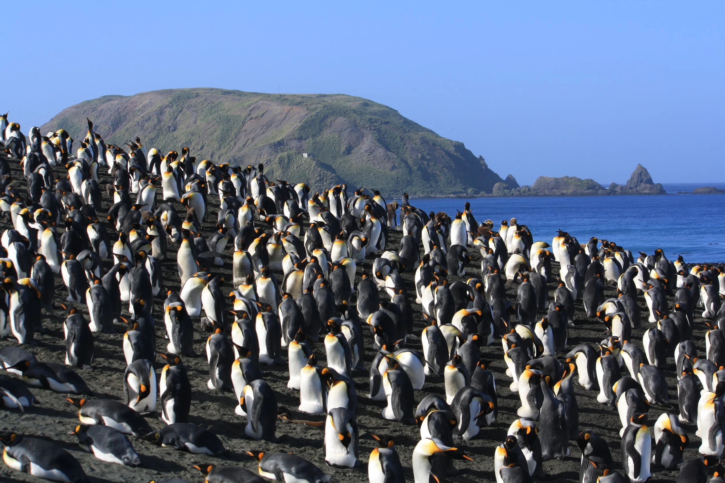 Penguins — Macquarie Island Conservation Foundation