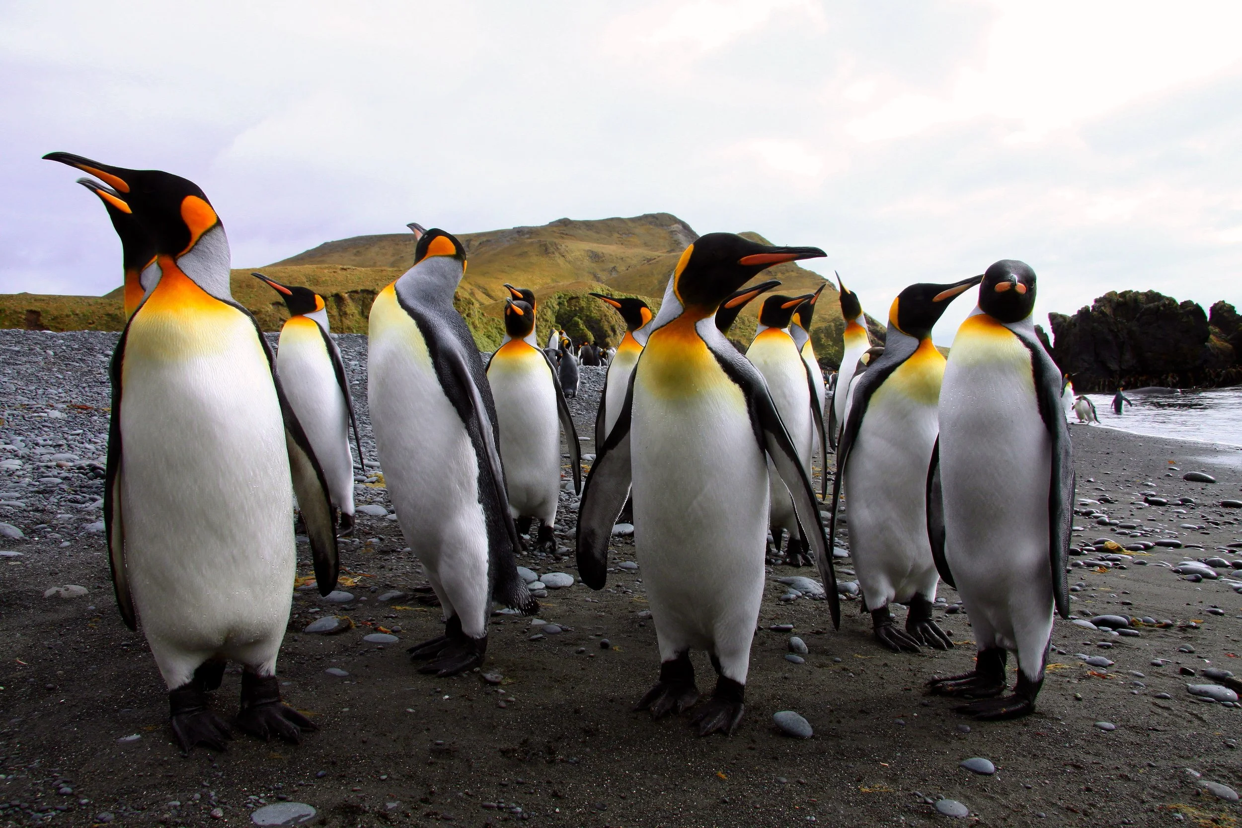 Penguins — Macquarie Island Conservation Foundation