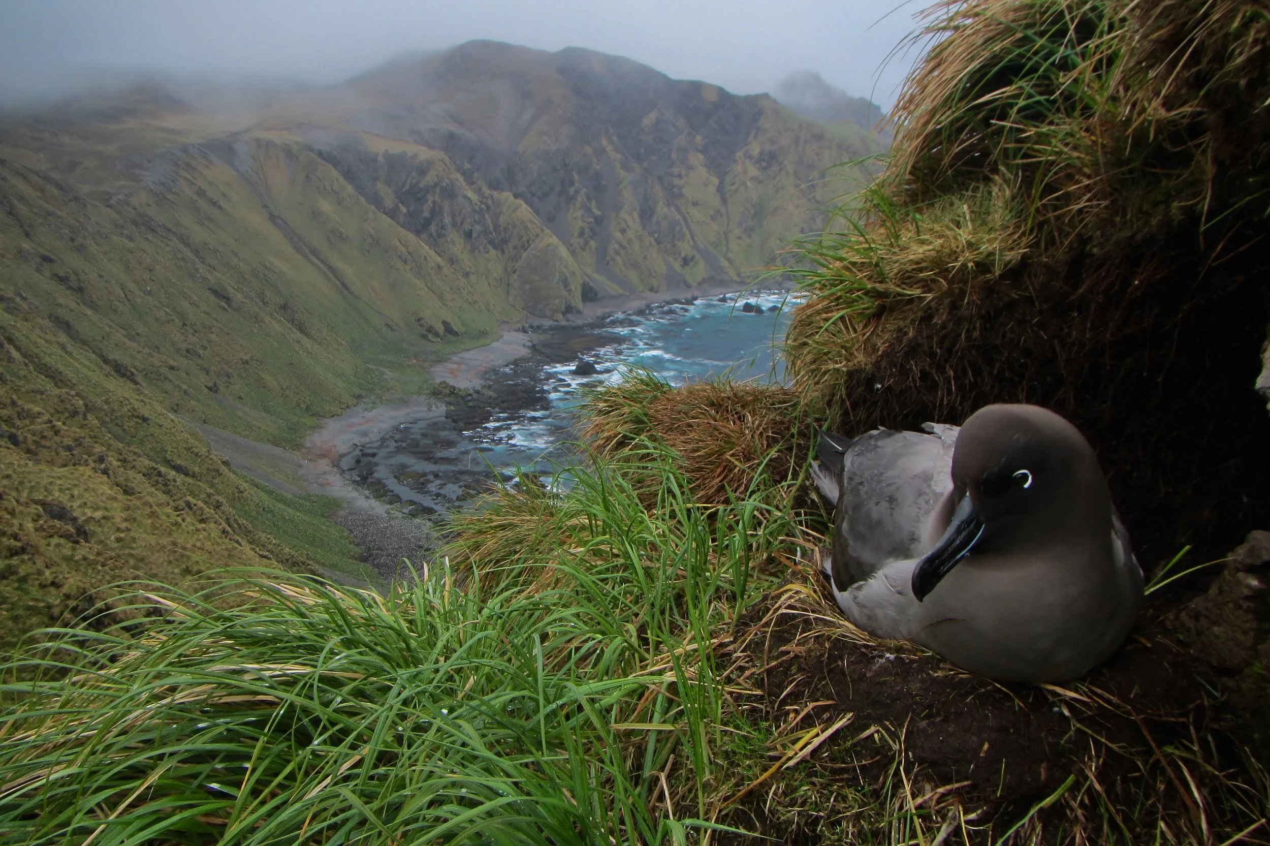 Albatross — Macquarie Island Conservation Foundation