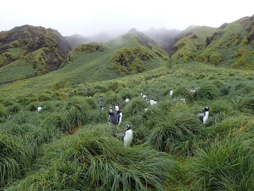 The Island — Macquarie Island Conservation Foundation