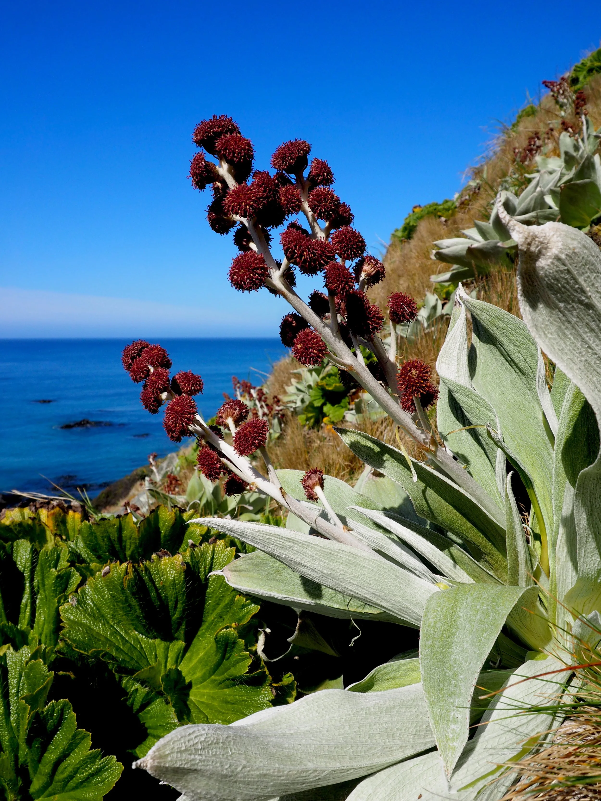 The Island — Macquarie Island Conservation Foundation