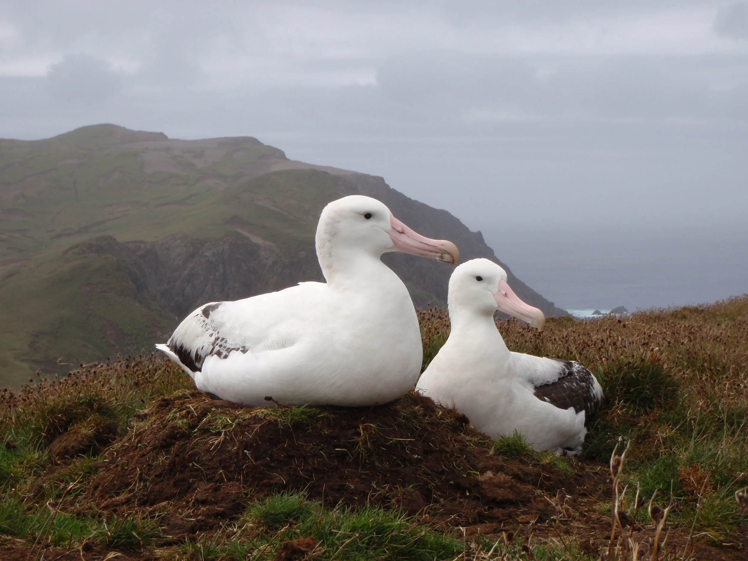 Albatross — Macquarie Island Conservation Foundation