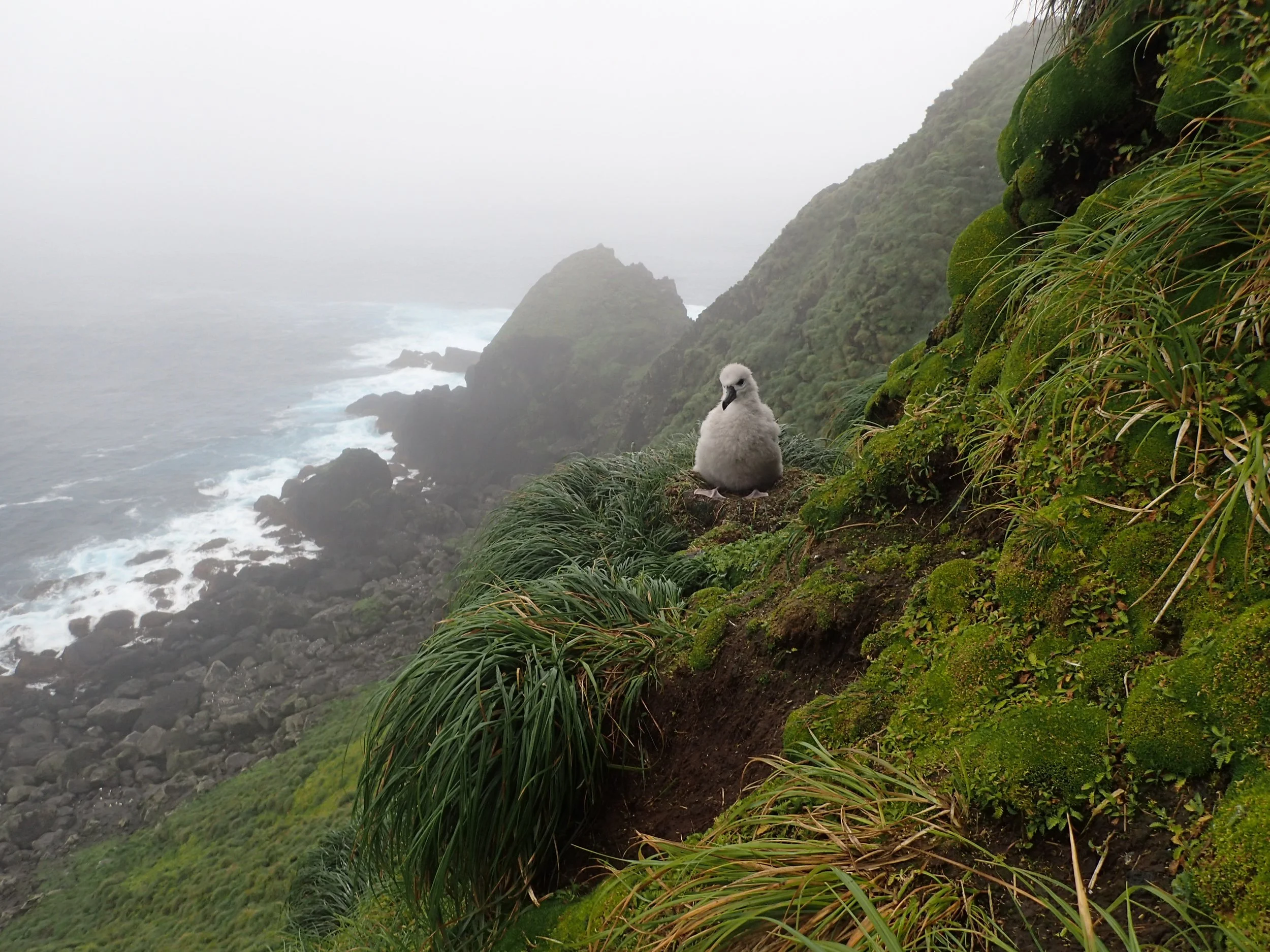 Helpful Links — Macquarie Island Conservation Foundation