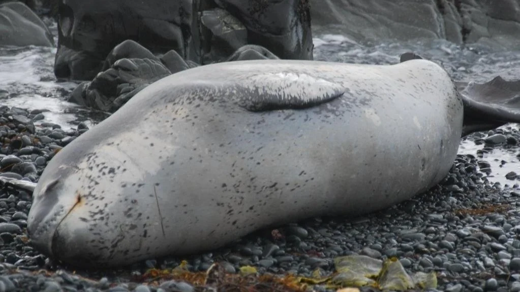 Seals — Macquarie Island Conservation Foundation