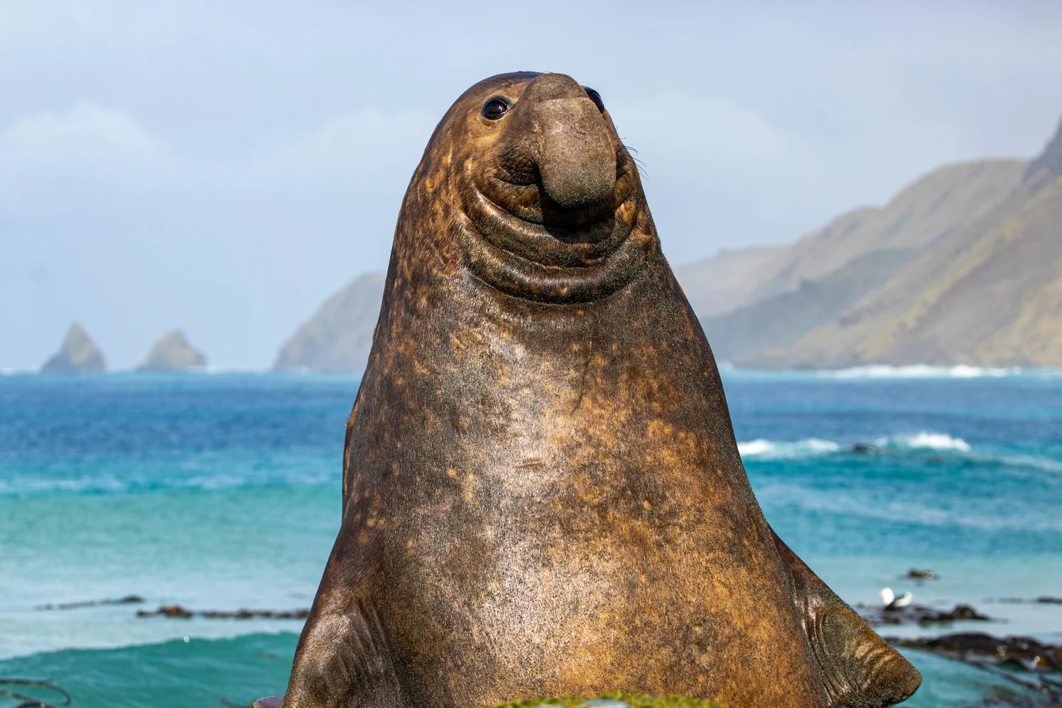 Macquarie Island Conservation Foundation