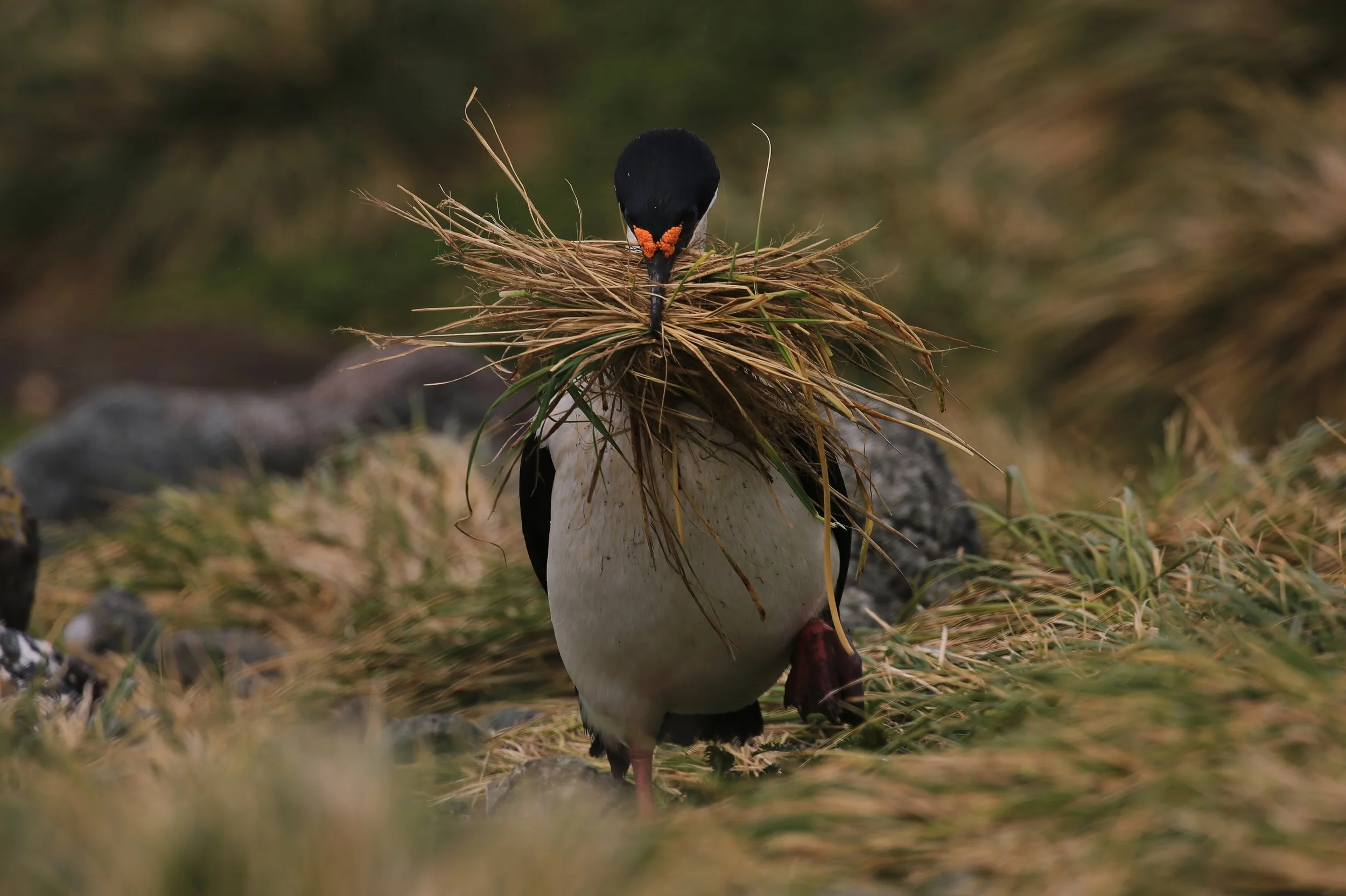 Conservation Initiatives — Macquarie Island Conservation Foundation