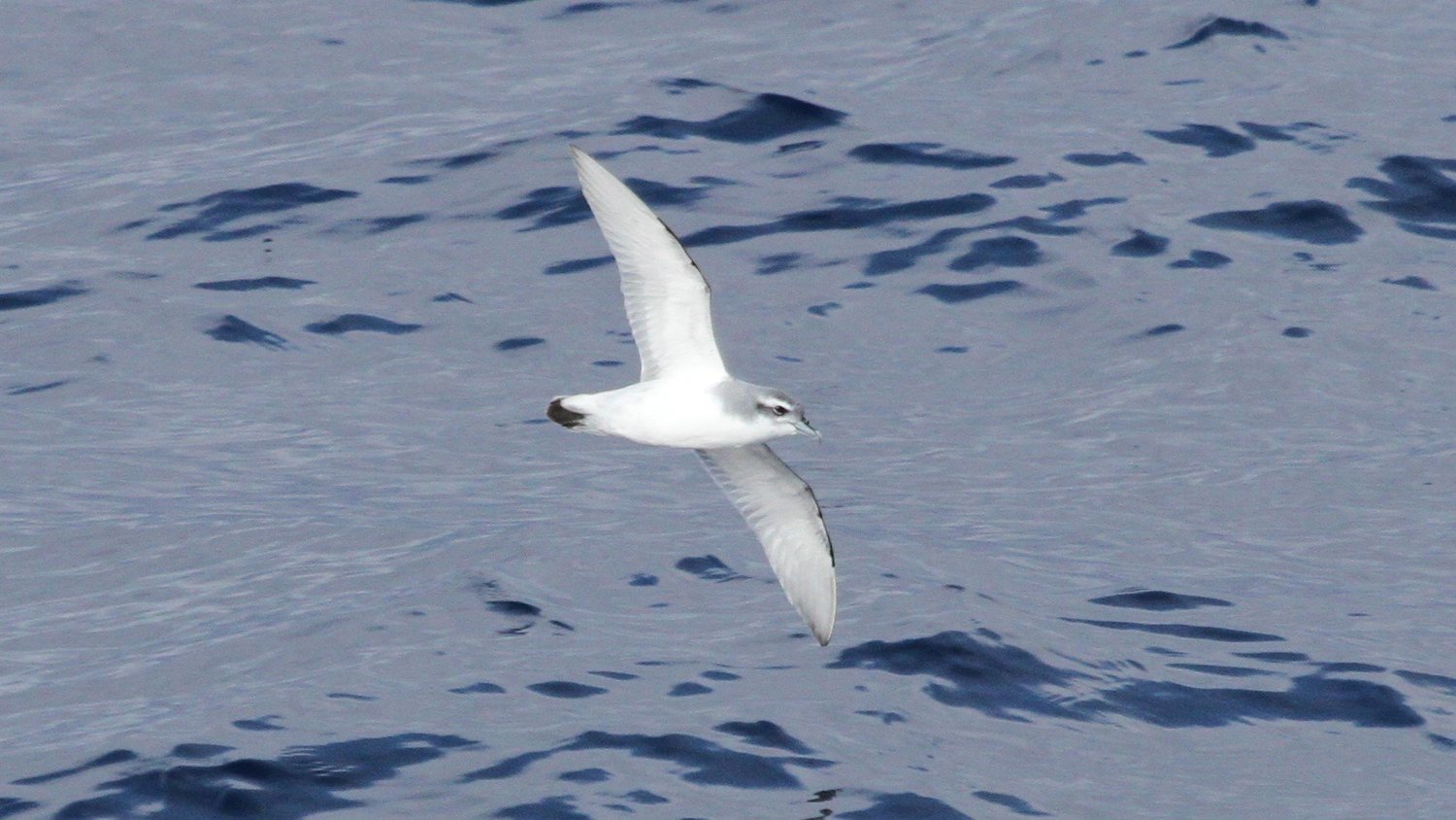 Burrowing Petrels — Macquarie Island Conservation Foundation