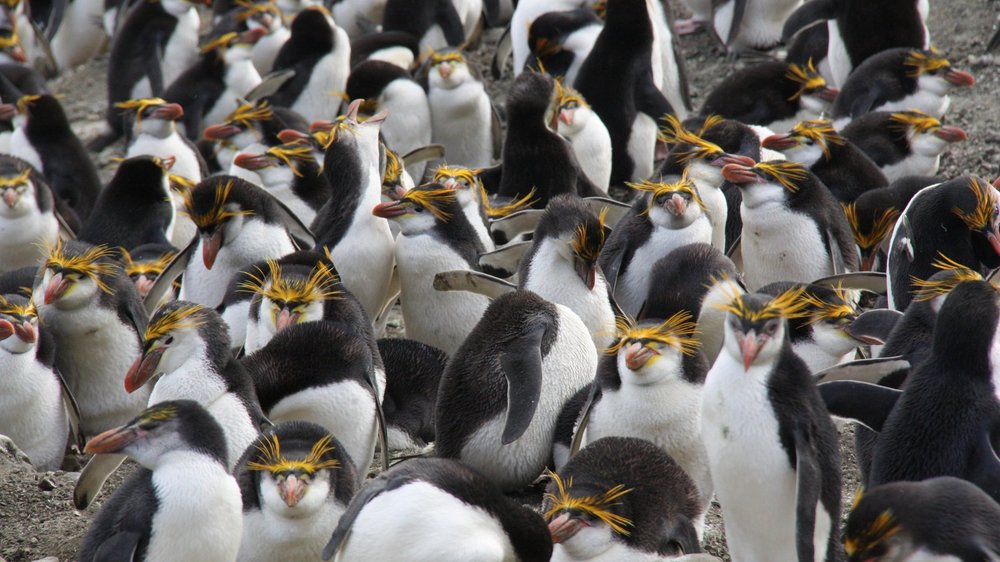Macquarie Island Conservation Foundation