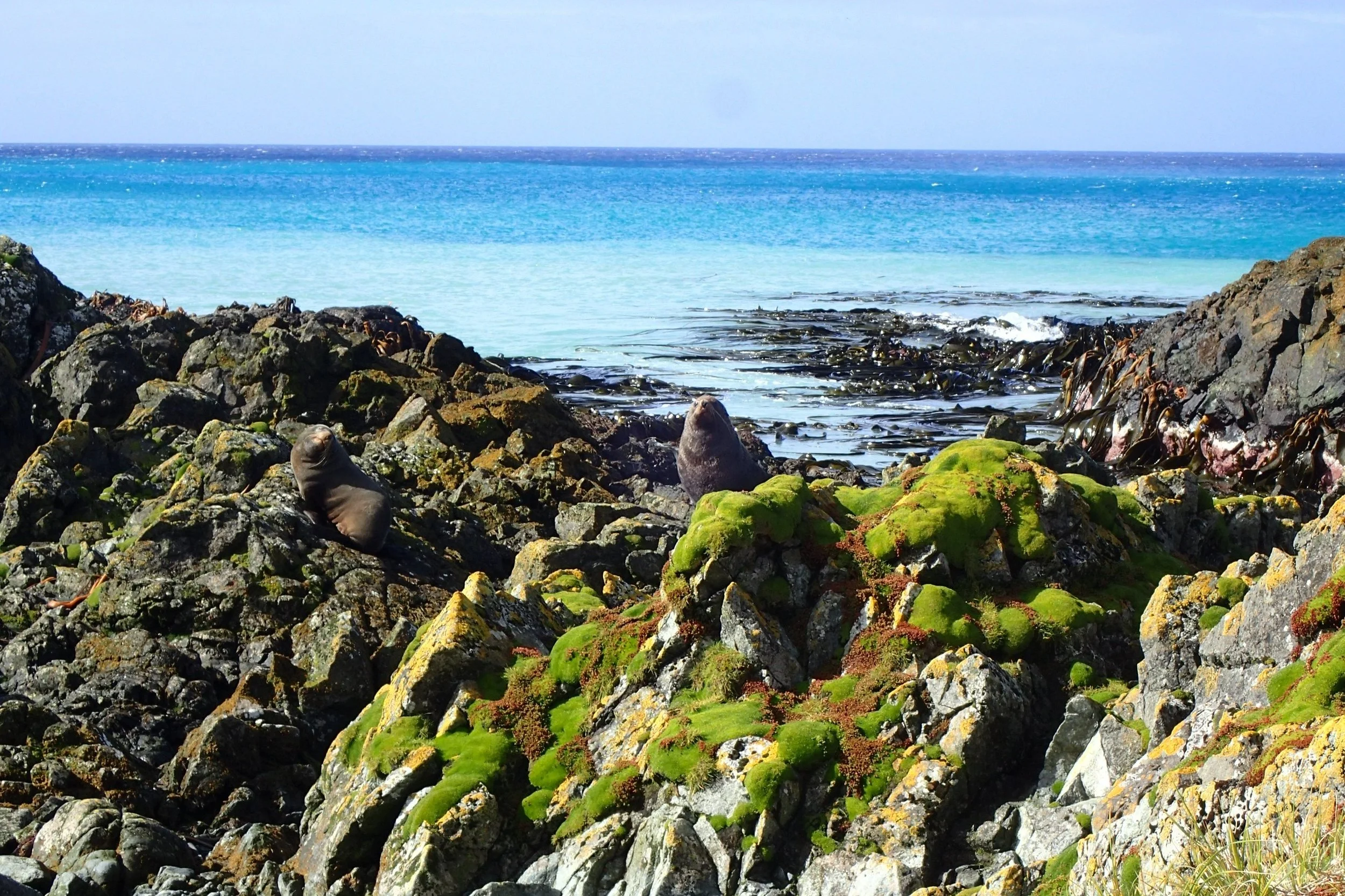 The Landscapes — Macquarie Island Conservation Foundation