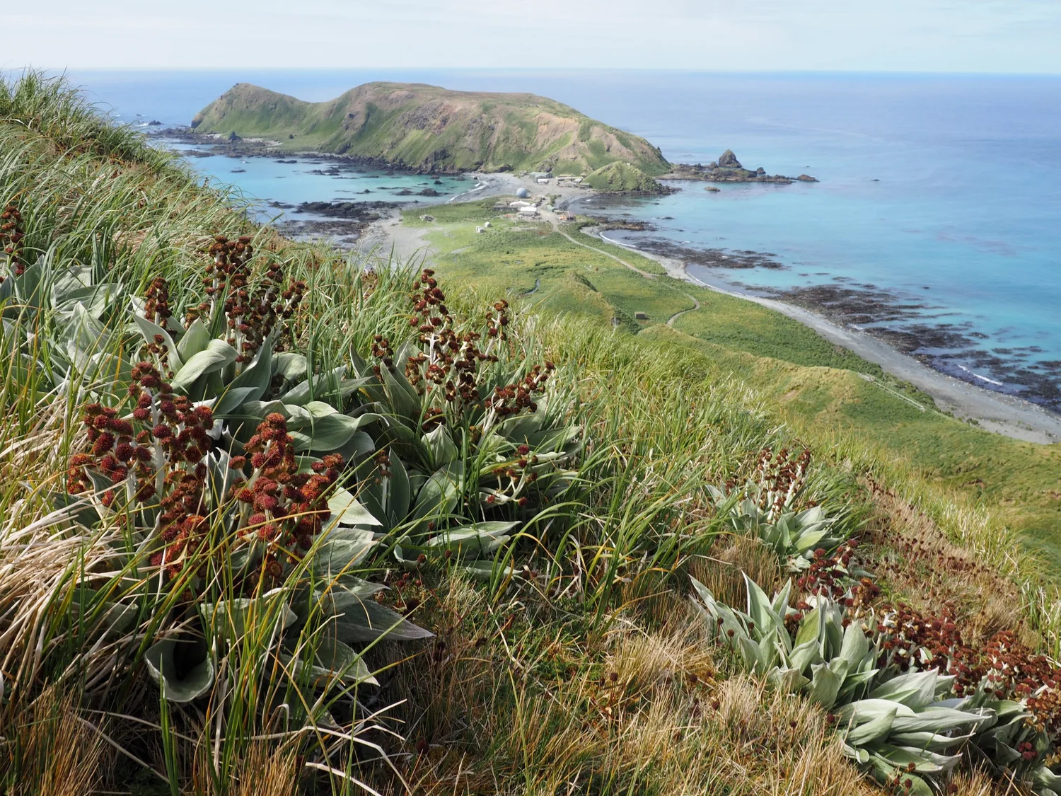 Macquarie Island Conservation Foundation