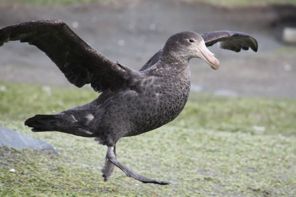 Predators & Scavengers — Macquarie Island Conservation Foundation