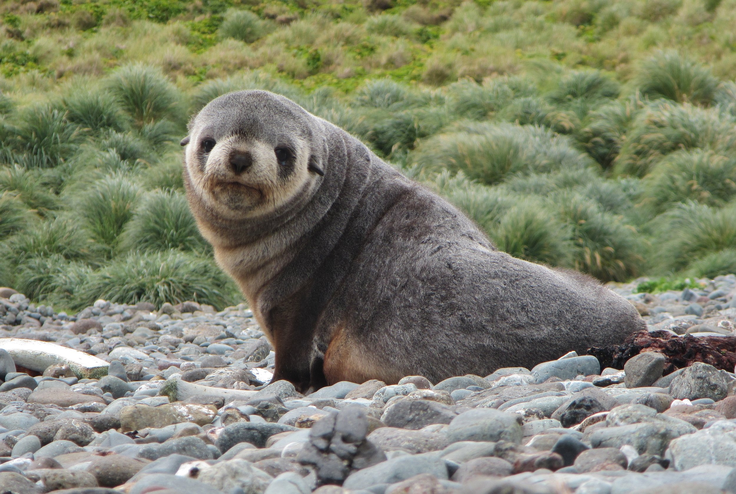 Conservation Initiatives — Macquarie Island Conservation Foundation