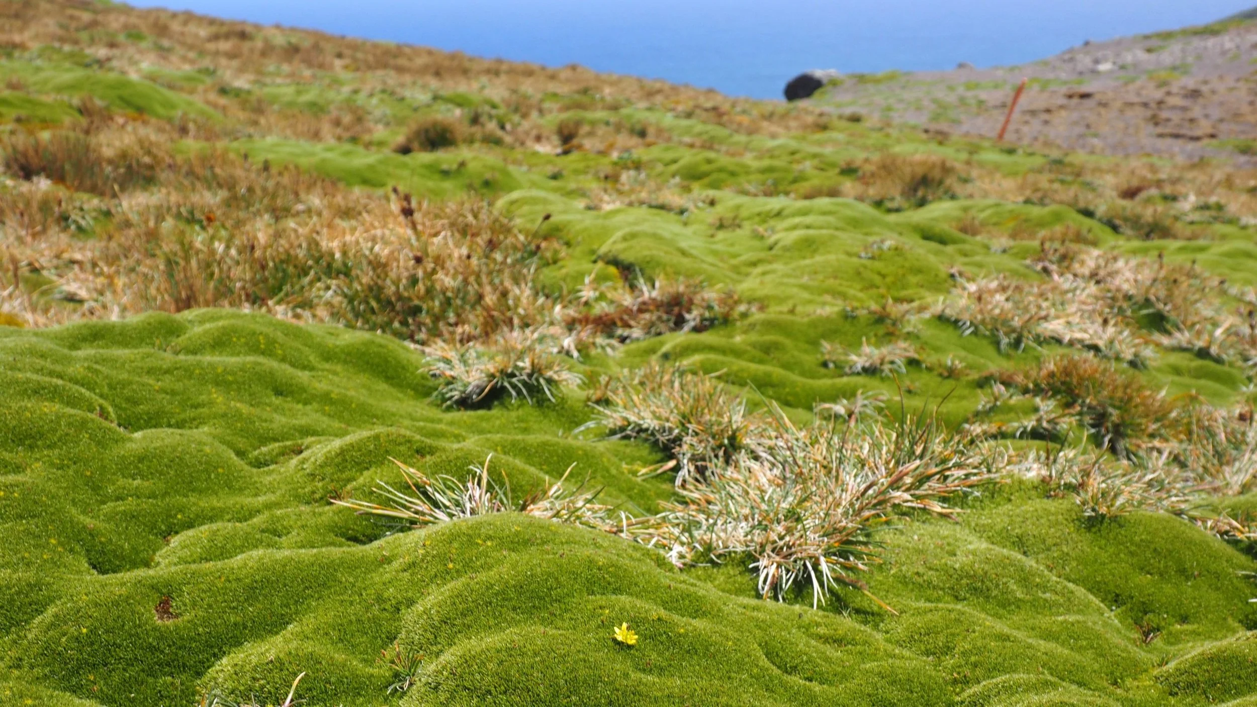 The Island — Macquarie Island Conservation Foundation