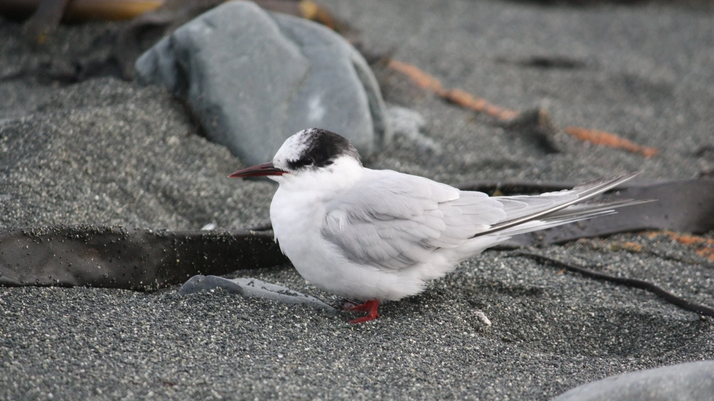 Other Seabirds — Macquarie Island Conservation Foundation