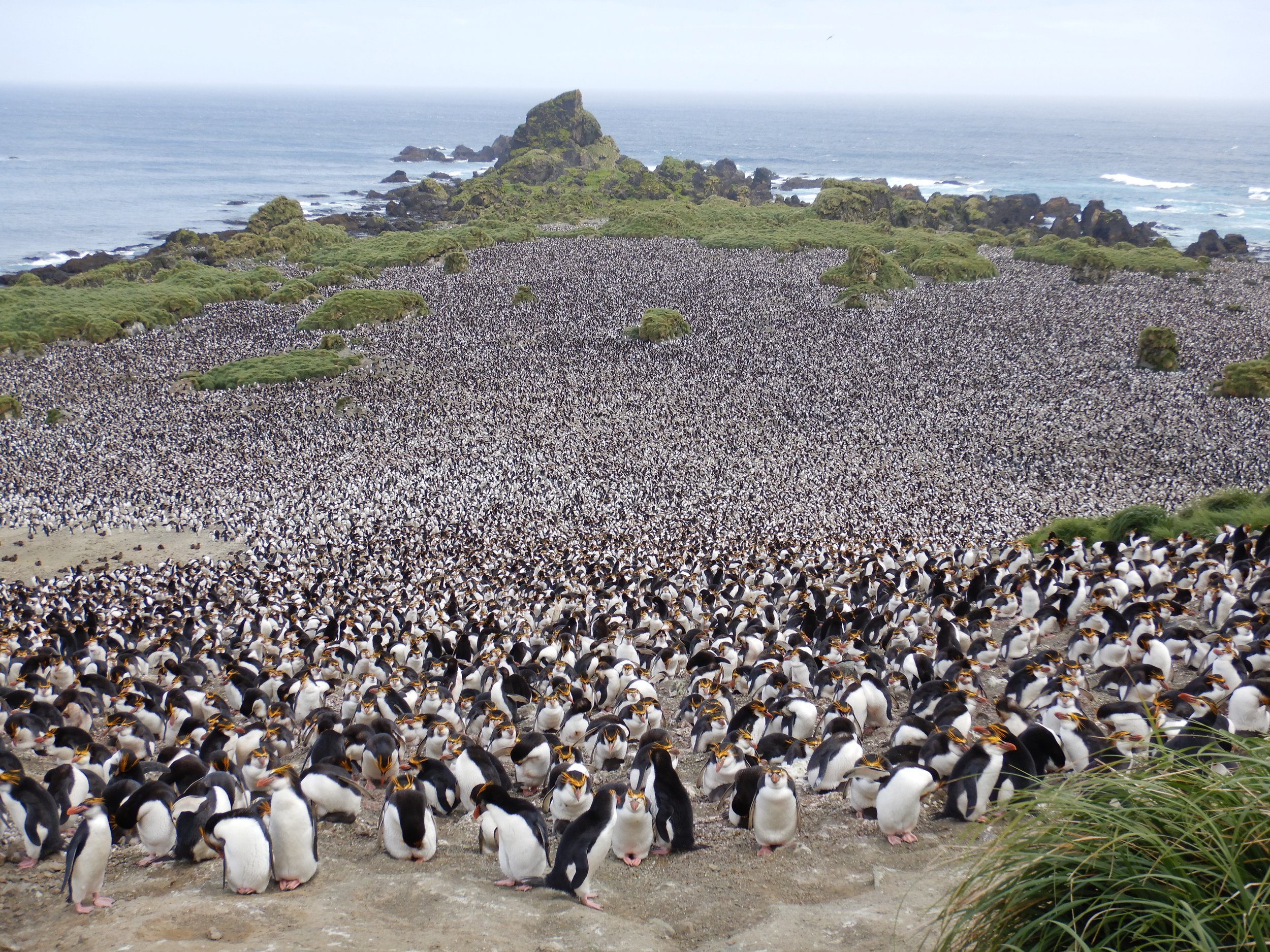 The Island — Macquarie Island Conservation Foundation