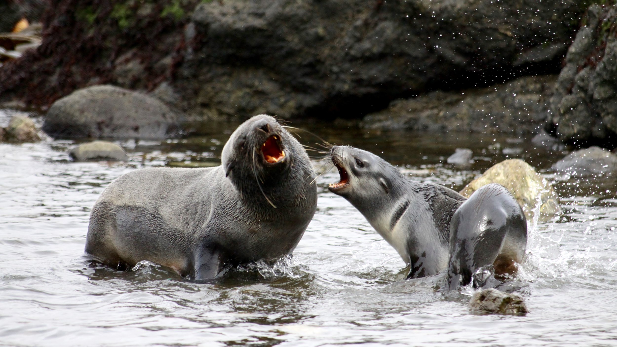 The Island — Macquarie Island Conservation Foundation